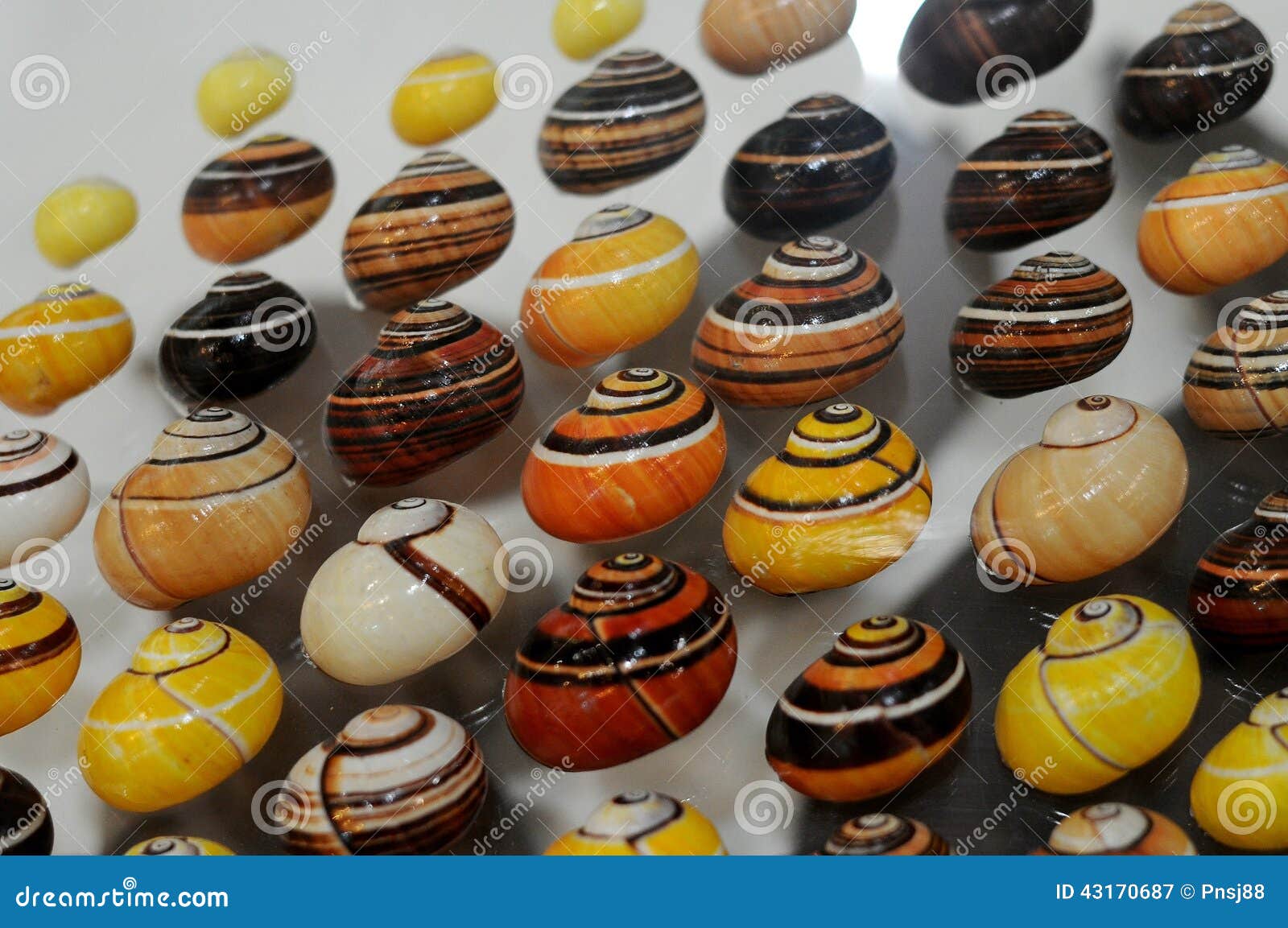 Snails : Polymita Picta Or Cuban Snails One Of Most Colorful And ...