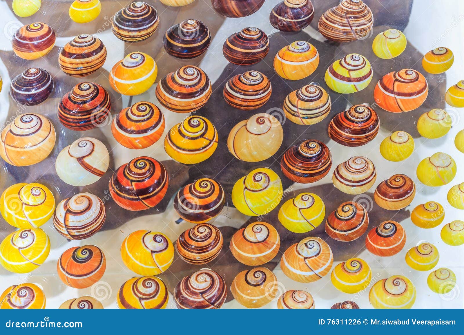 Polymita picta picta stock photo. Image of picta, shape - 76311226