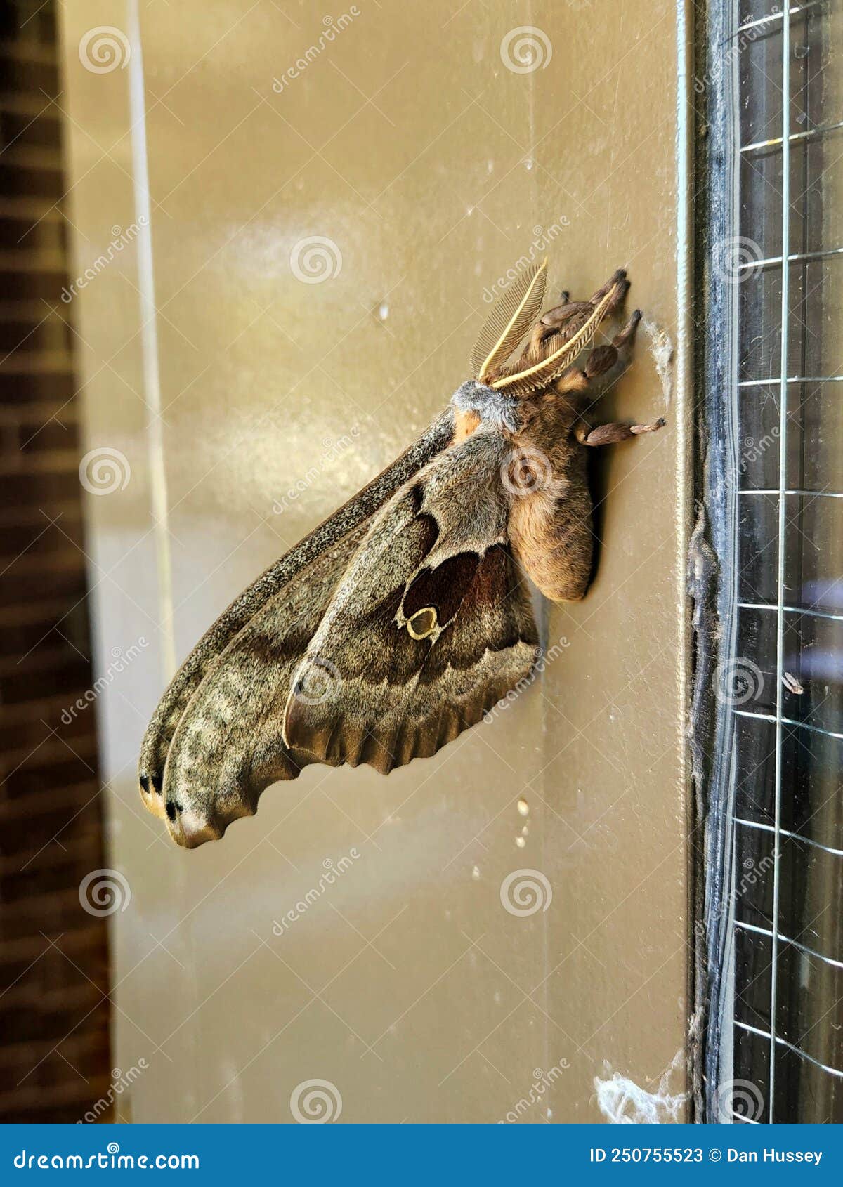 Polymorphus moth stock image. Image of insect, pretty - 250755523