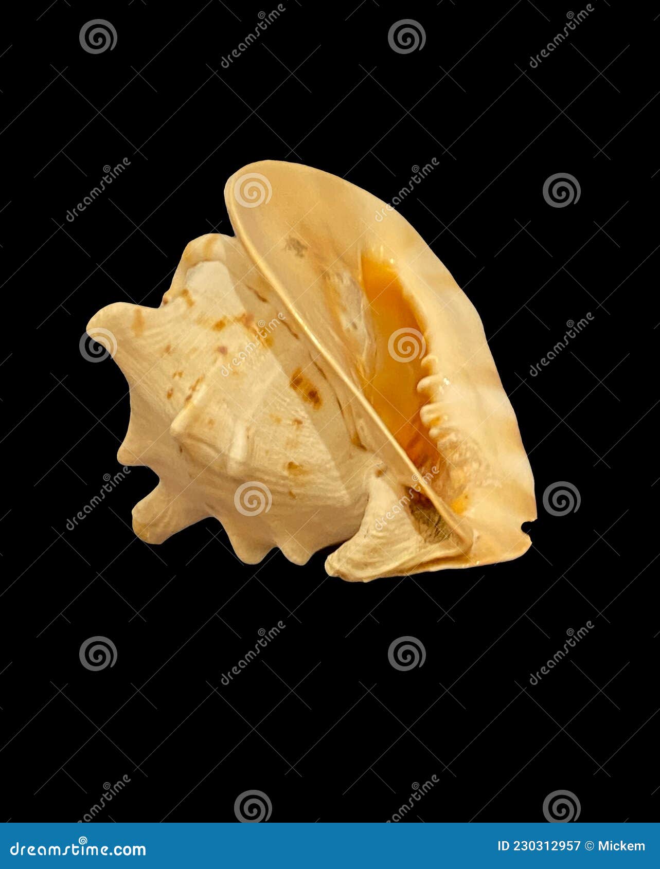Seashell - Sacred Geometry Stock Image | CartoonDealer.com #45280825 Seashell - Sacred Geometry Stock Image | CartoonDealer.com #45280825