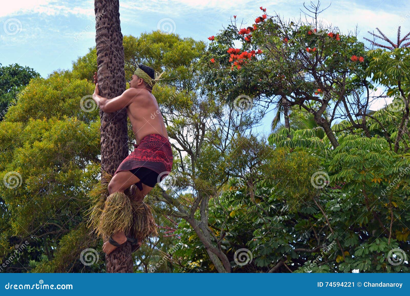 A Polynesian Man Climbing the Coconut Tree Editorial Photo - Image of ...