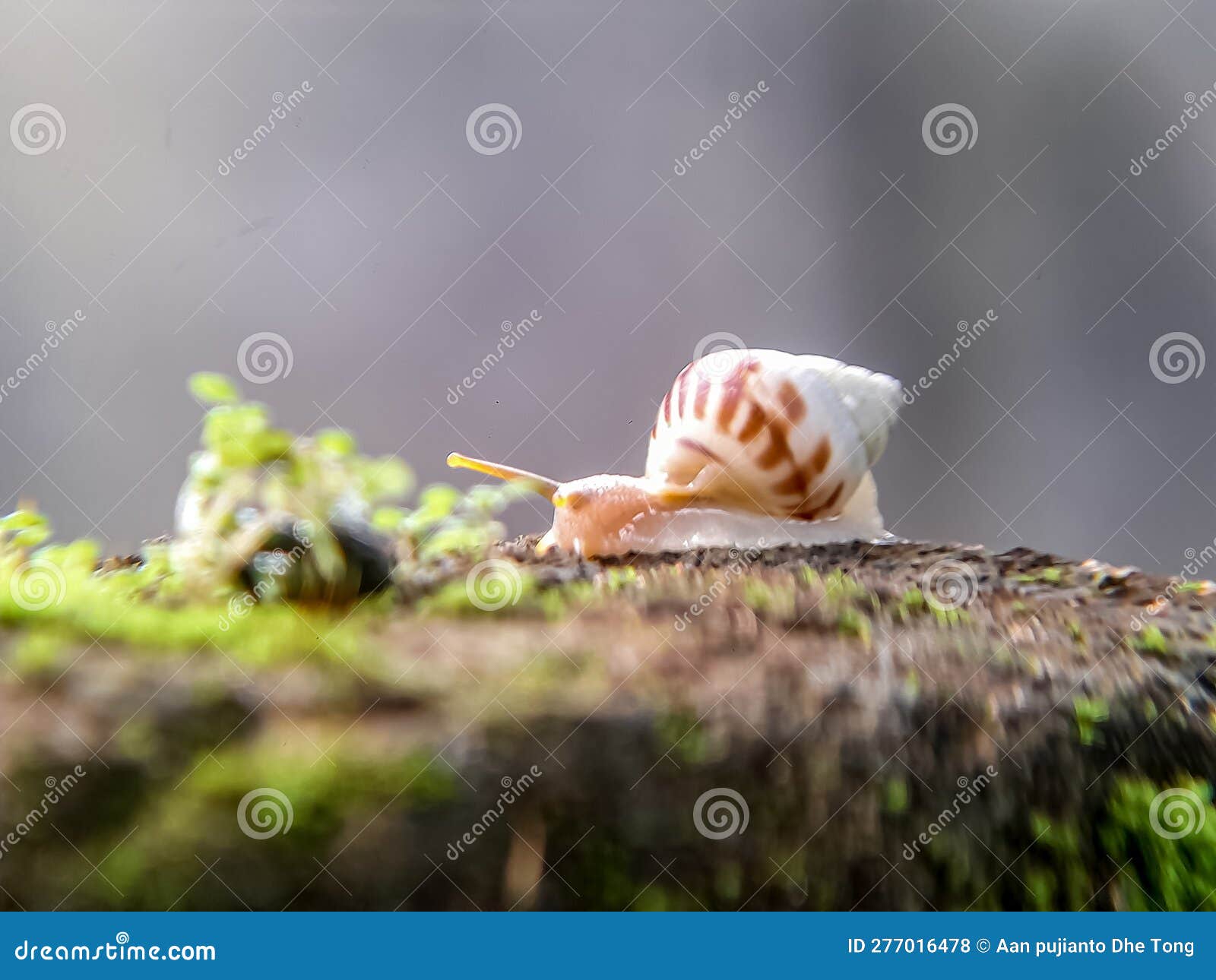 A Polynesian Tree Snail & X28;Partula Sp& X29; Foraging during the Day ...