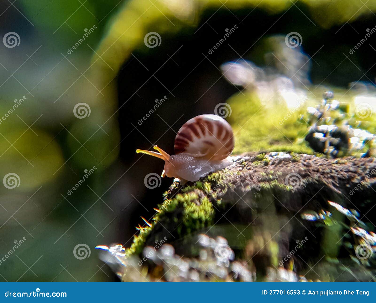 A Polynesian Tree Snail & X28;Partula Sp& X29; Foraging during the Day ...