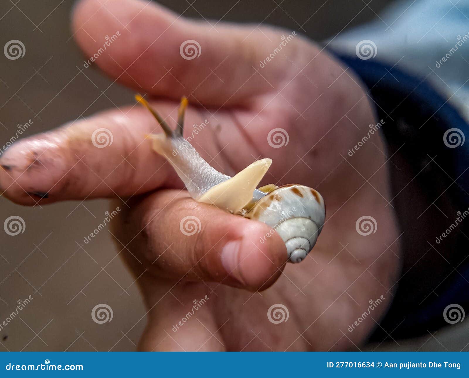 A Polynesian Tree Snail & X28;Partula Sp& X29; Foraging during the Day ...