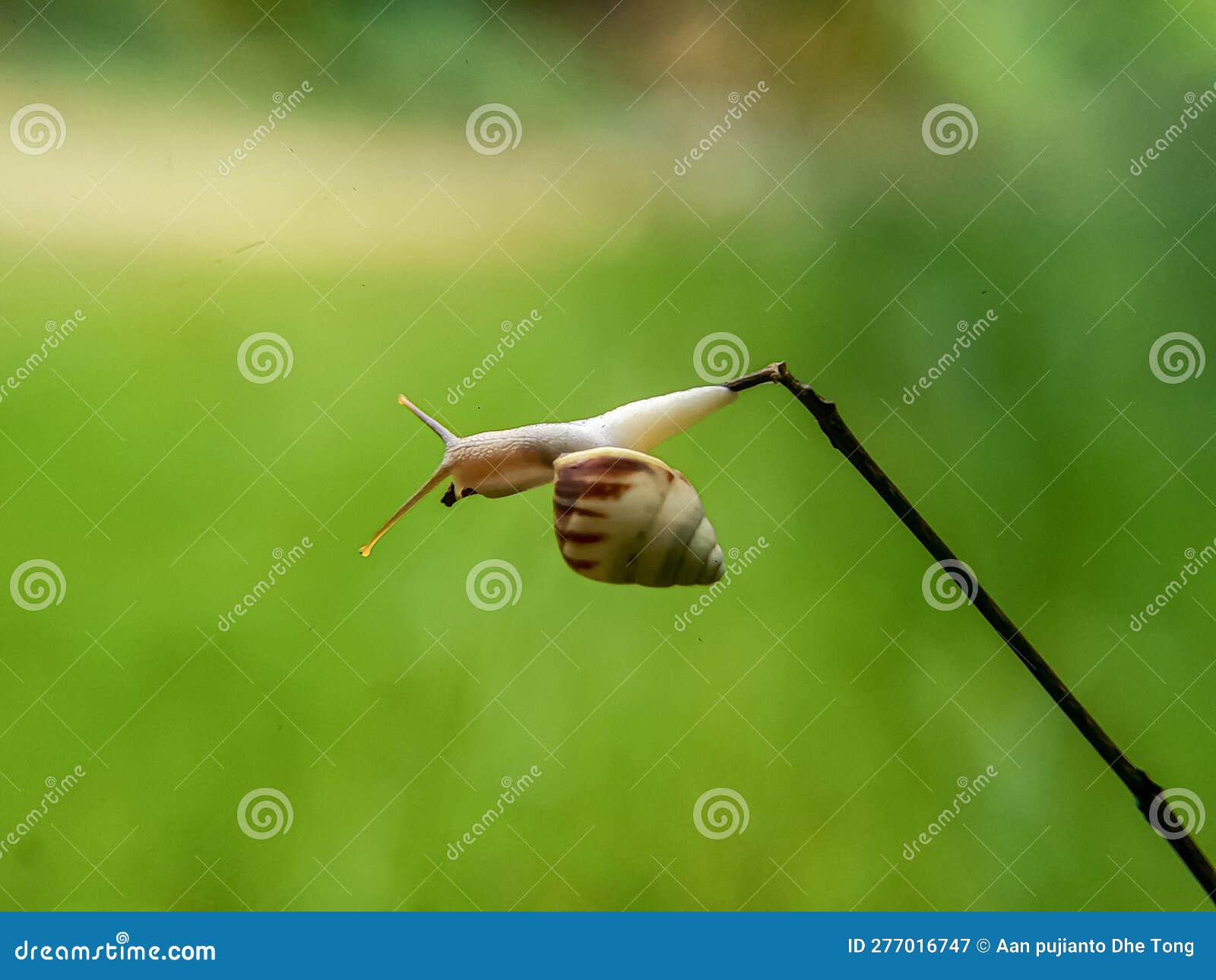 A Polynesian Tree Snail & X28;Partula Sp& X29; Foraging during the Day ...