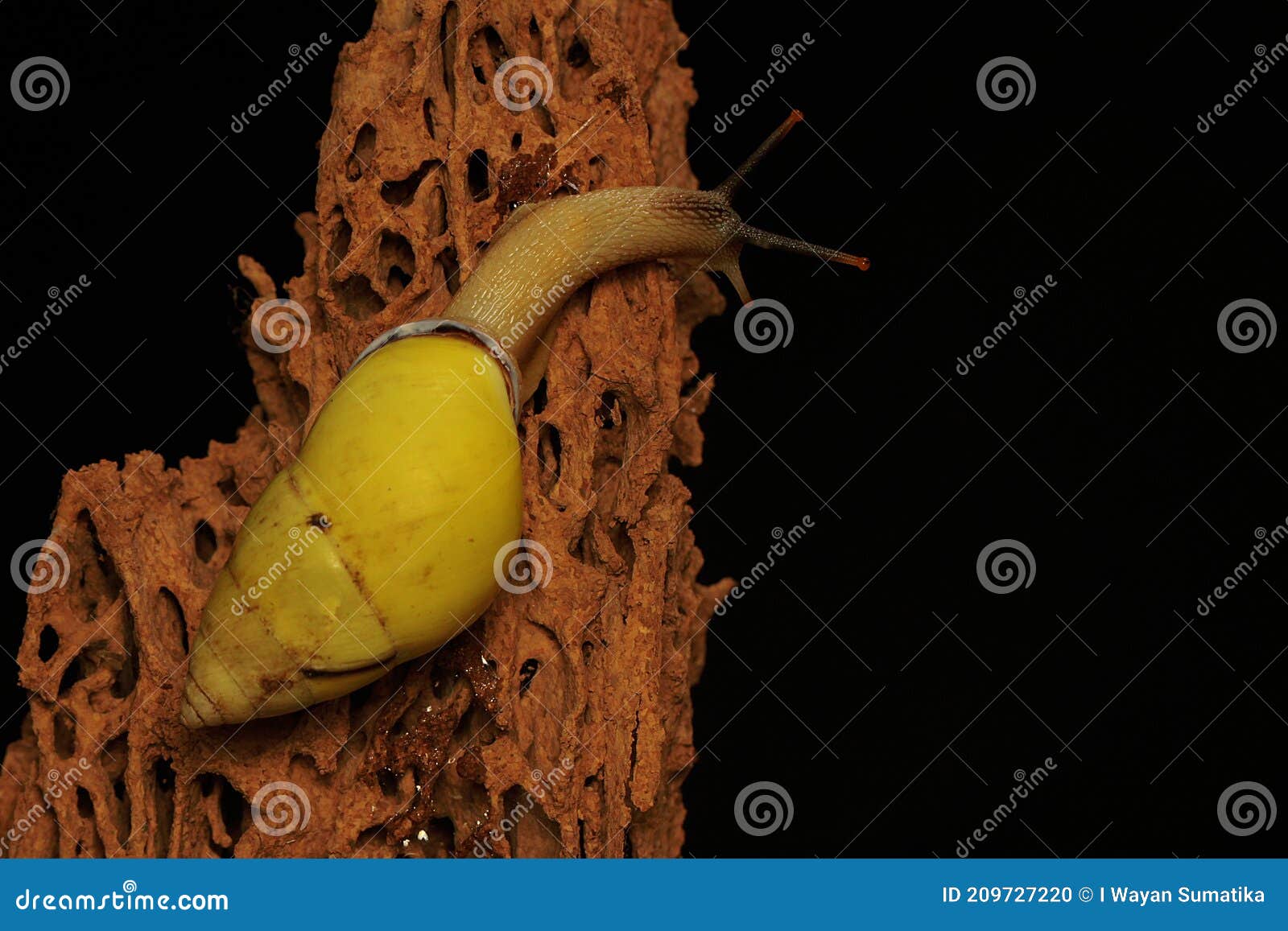 A Polynesian Tree Snails is Looking for Food on the Trunk of a Wild ...