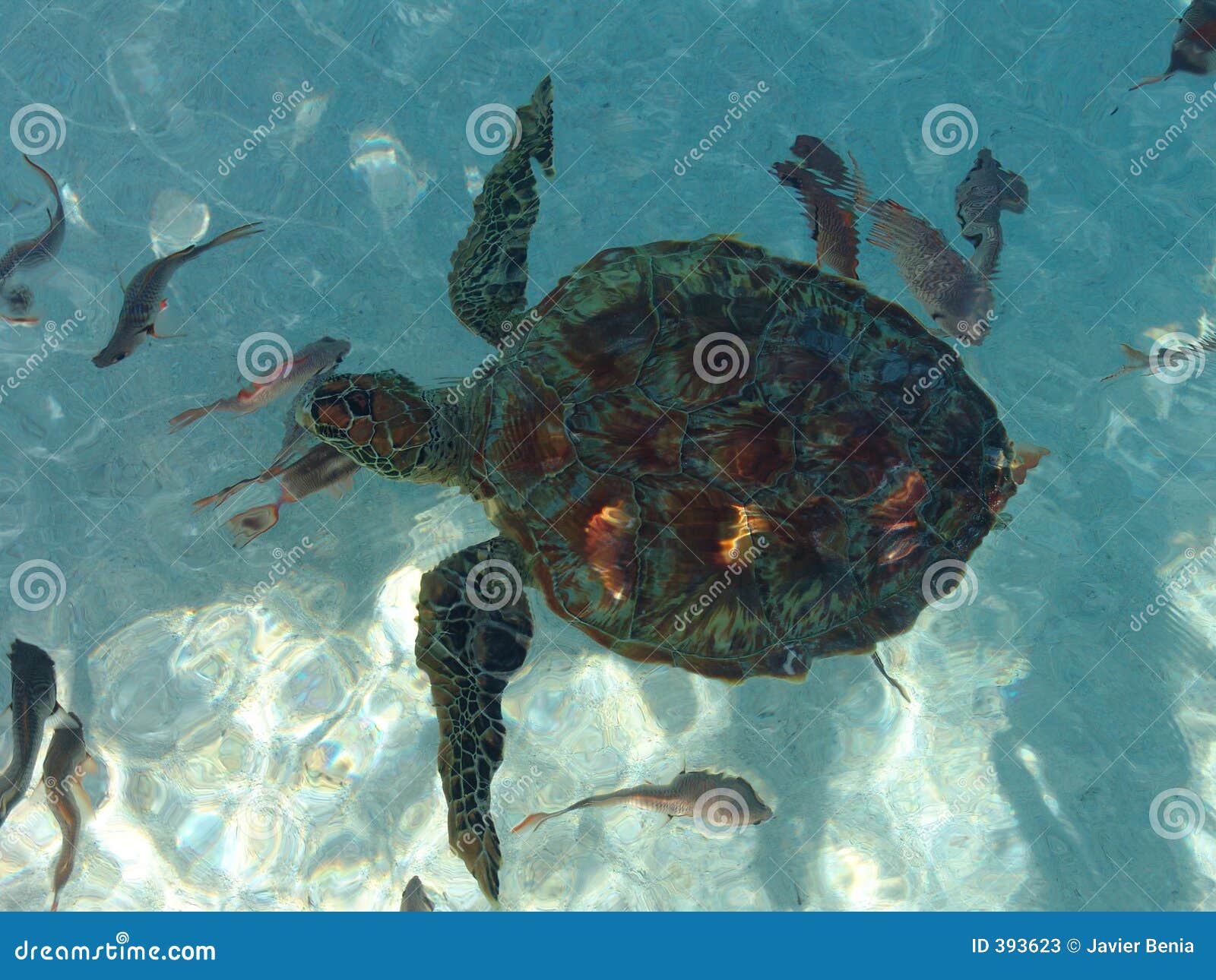 Polynesian Turtle from Above Stock Image - Image of clear, polynesia ...