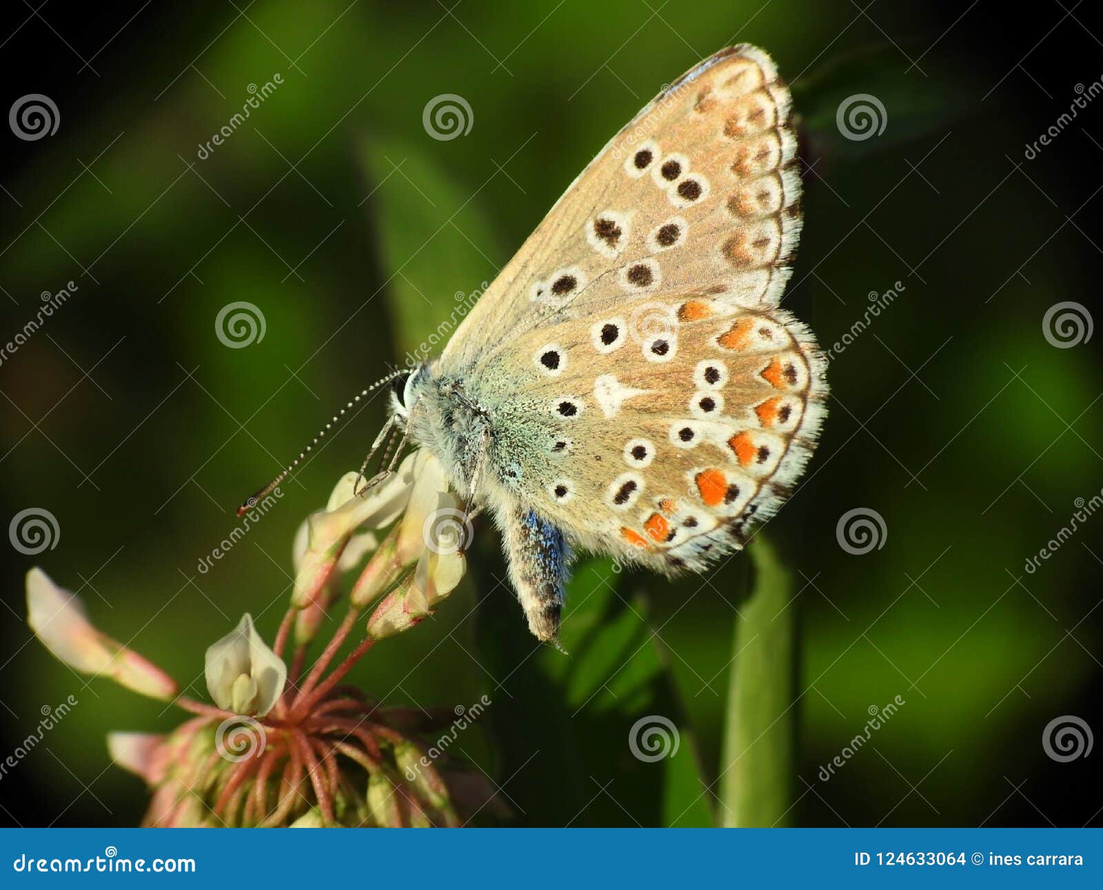 Polyommatus Bellargus, Adonis Blue Butterfly Stock Image ...