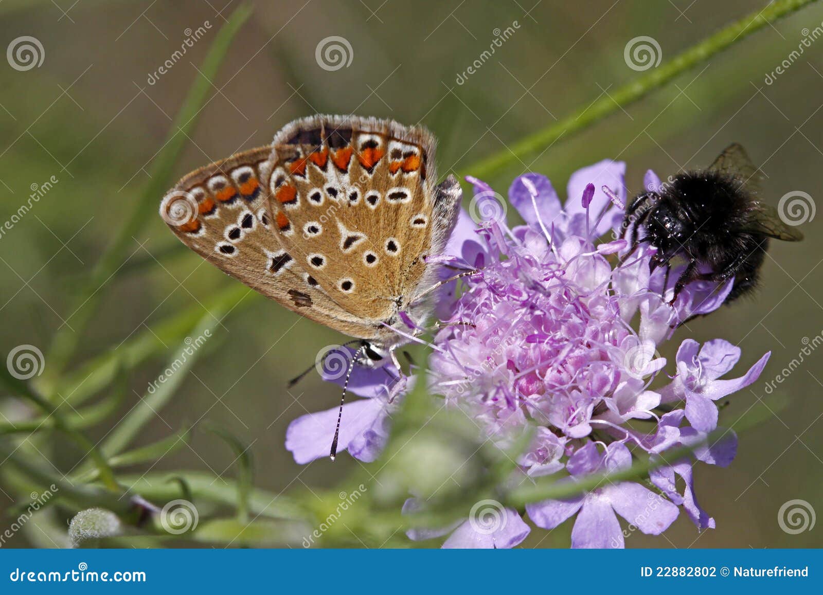 Polyommatus Butterfly, Italy, Europe Stock Photo - Image of wildflower ...