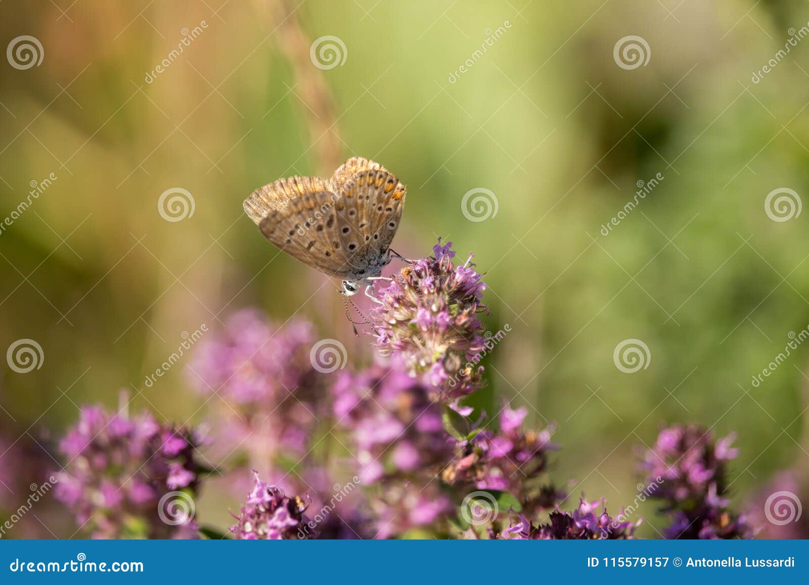 Polyommatus Icaro Sul Fiore Del Timo Immagine Stock - Immagine di ...