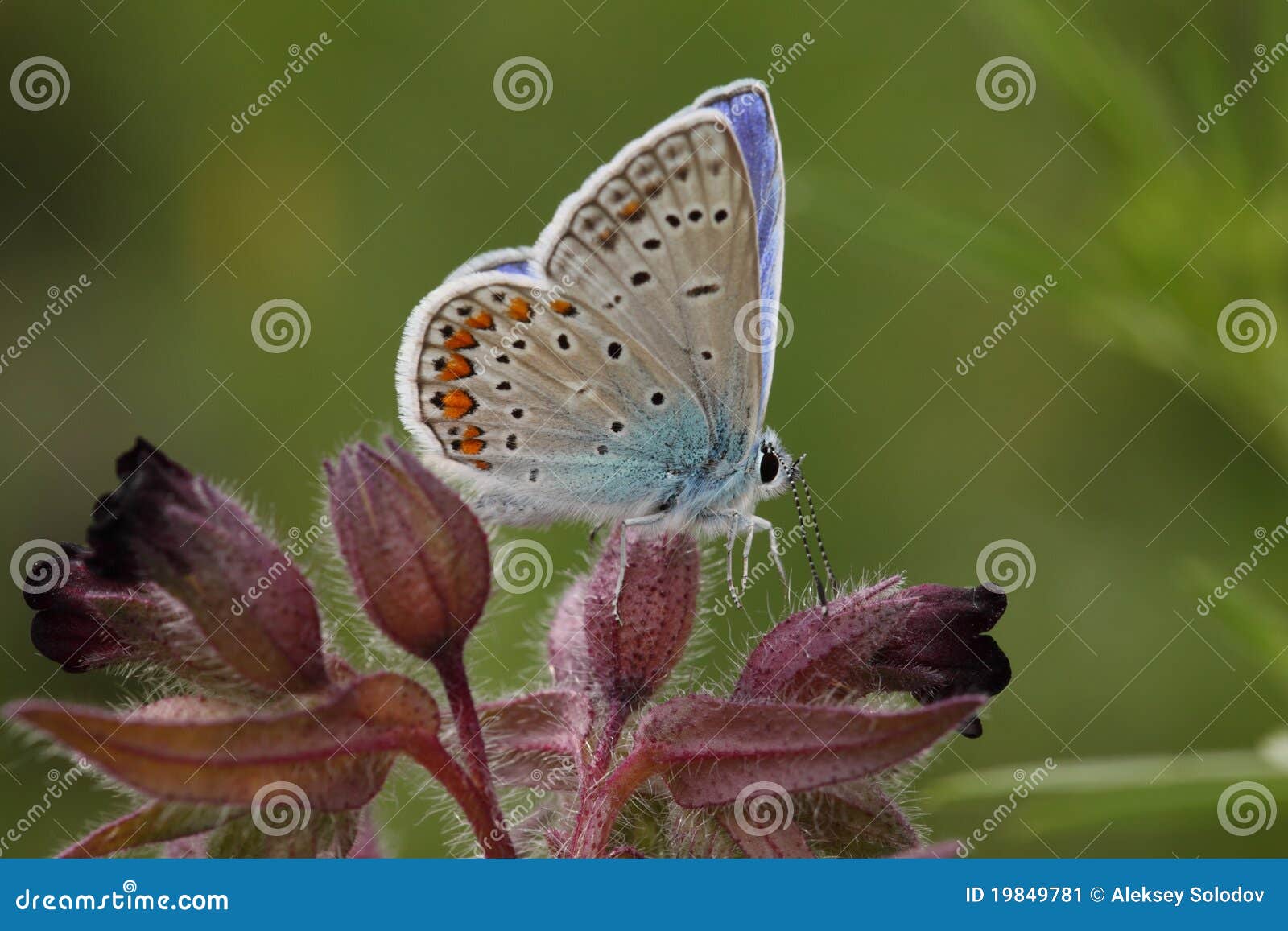 Polyommatus icarus stock image. Image of butterfly, blue - 19849781