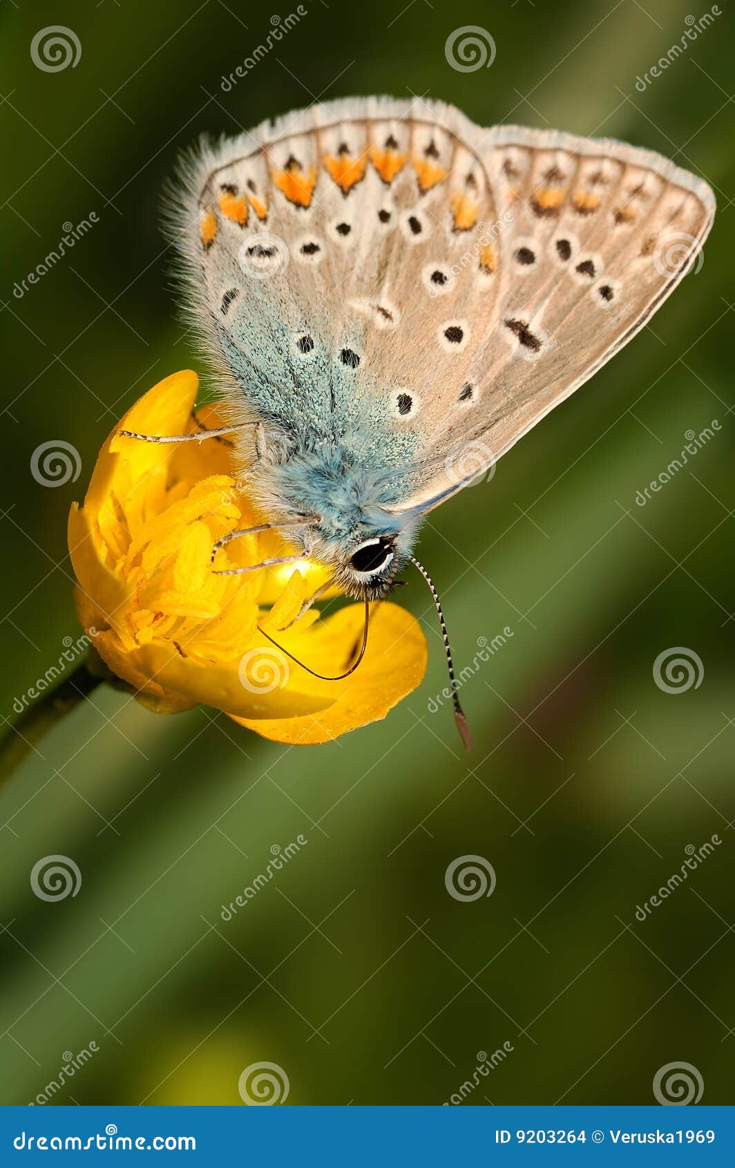 Polyommatus icarus stock photo. Image of foodplants, polyommatus - 9203264