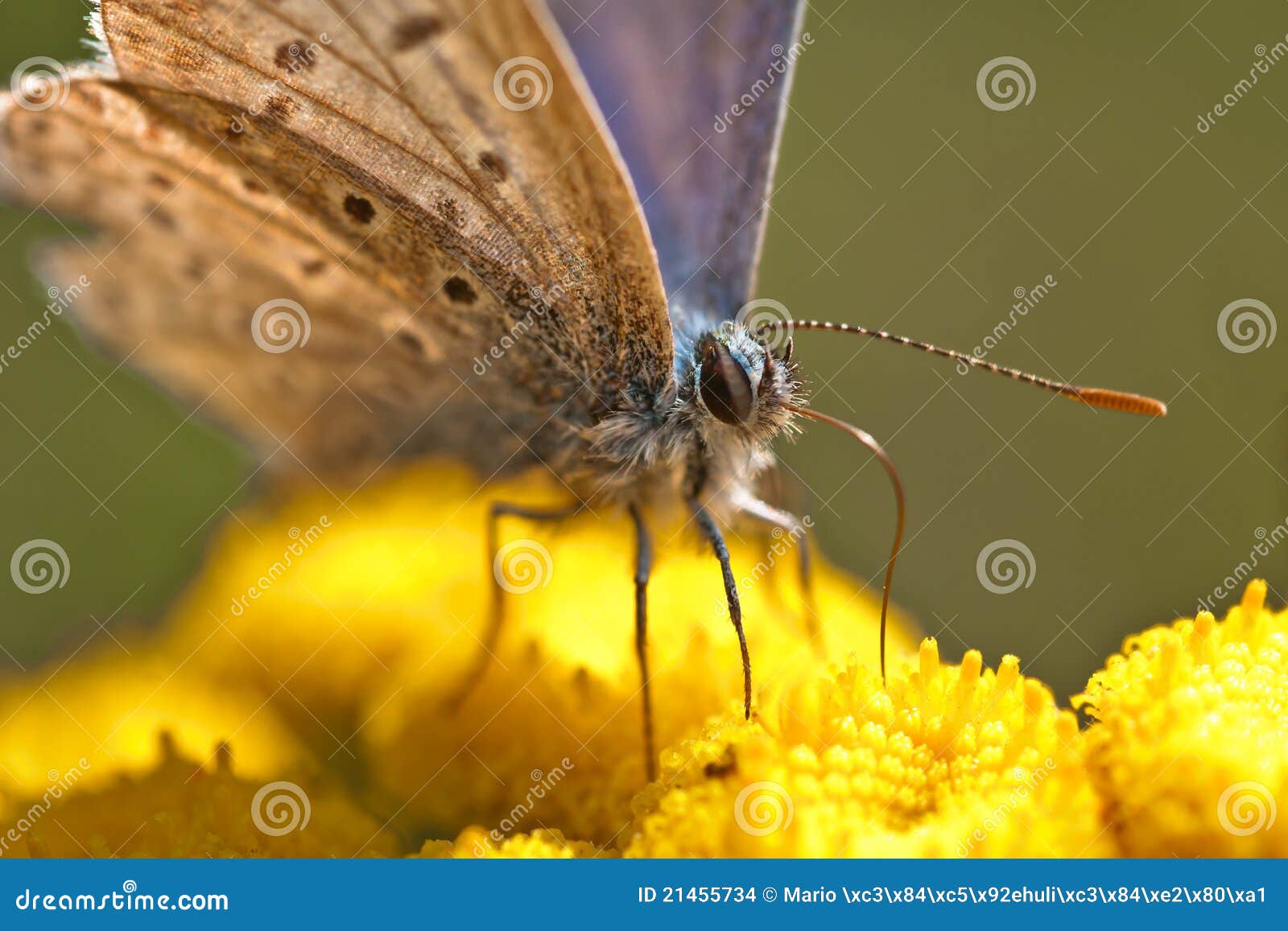 Polyommatus Icarus Butterfly Stock Photo - Image of lycaeninae, feeding ...
