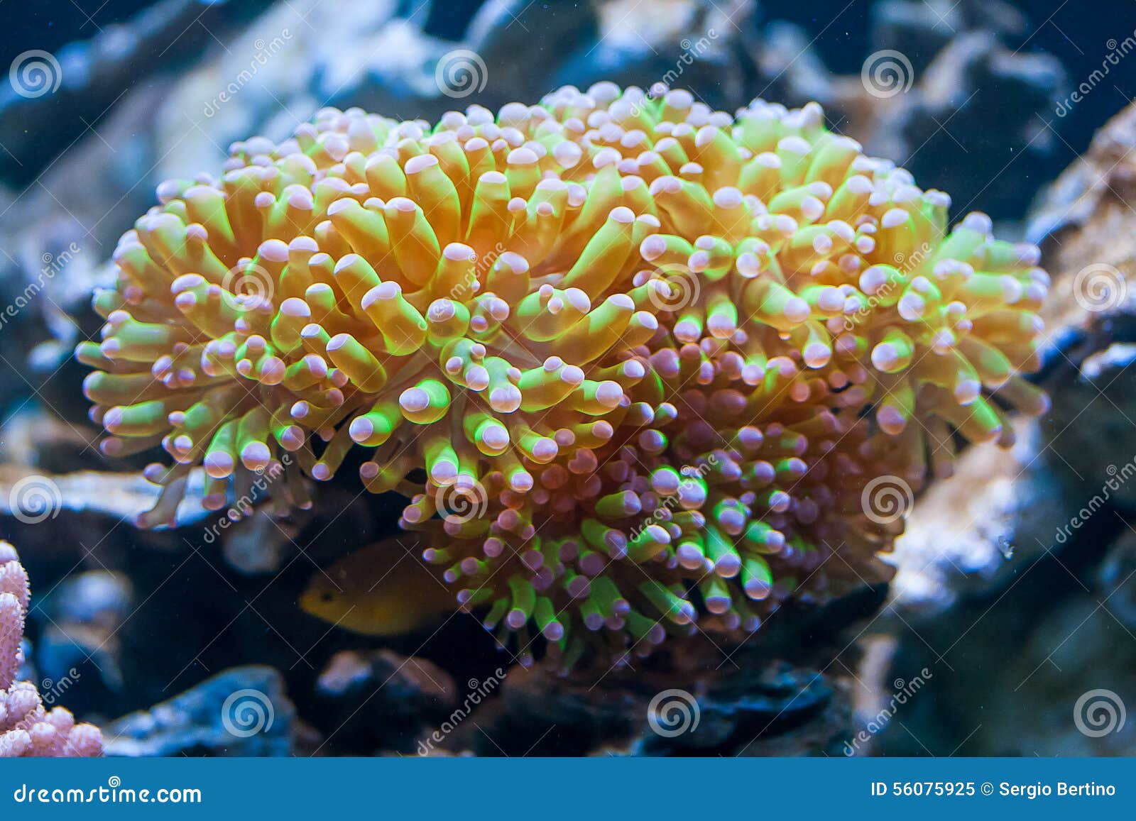 Polype de corail image stock. Image du bleu, roche, polype - 56075925