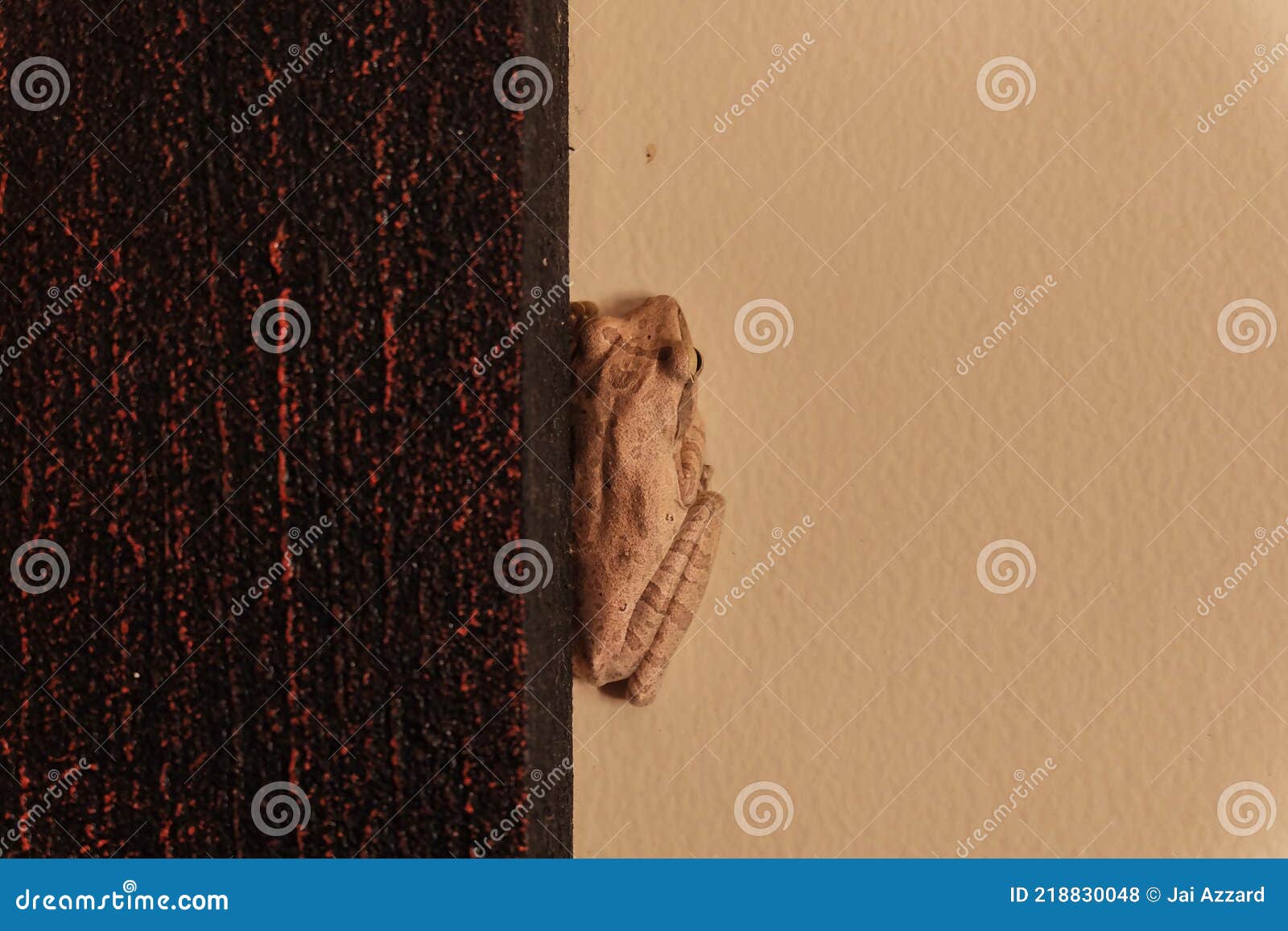 Polypedates Maculatus, Common Indian Tree Frog Stock Photo - Image of ...