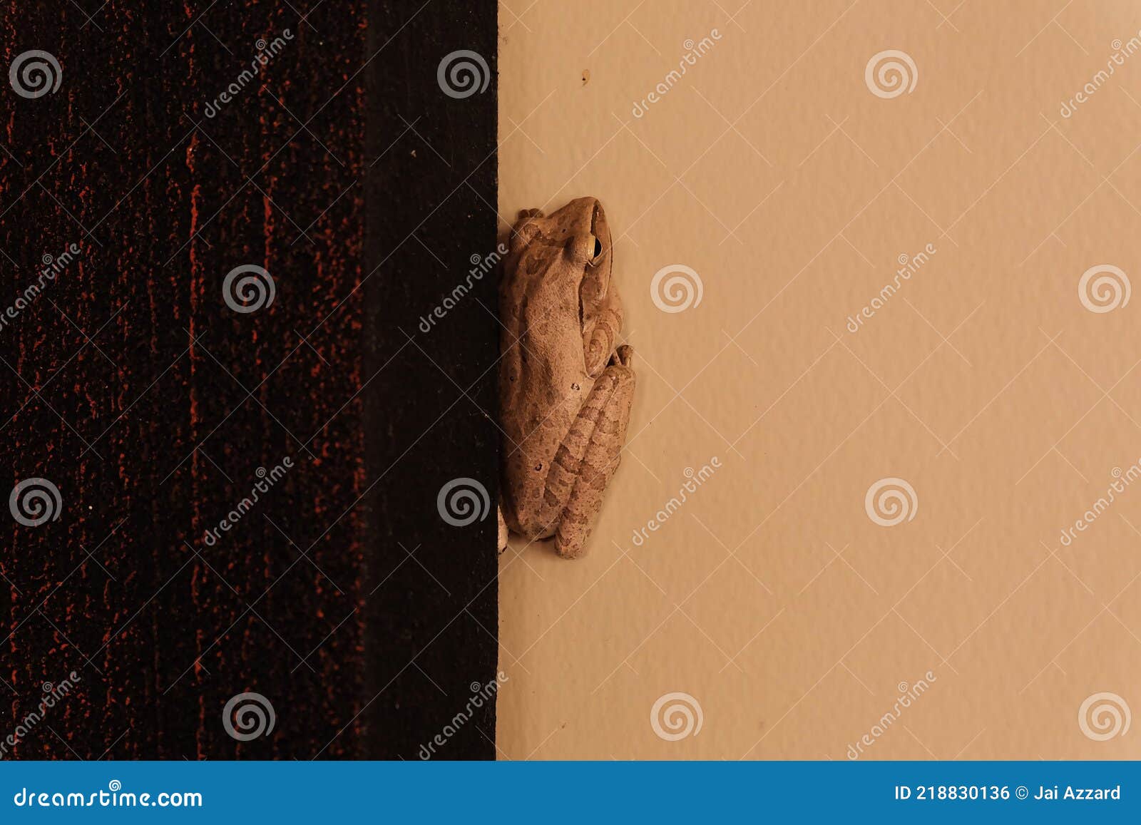 Polypedates Maculatus, Common Indian Tree Frog Stock Photo - Image of ...