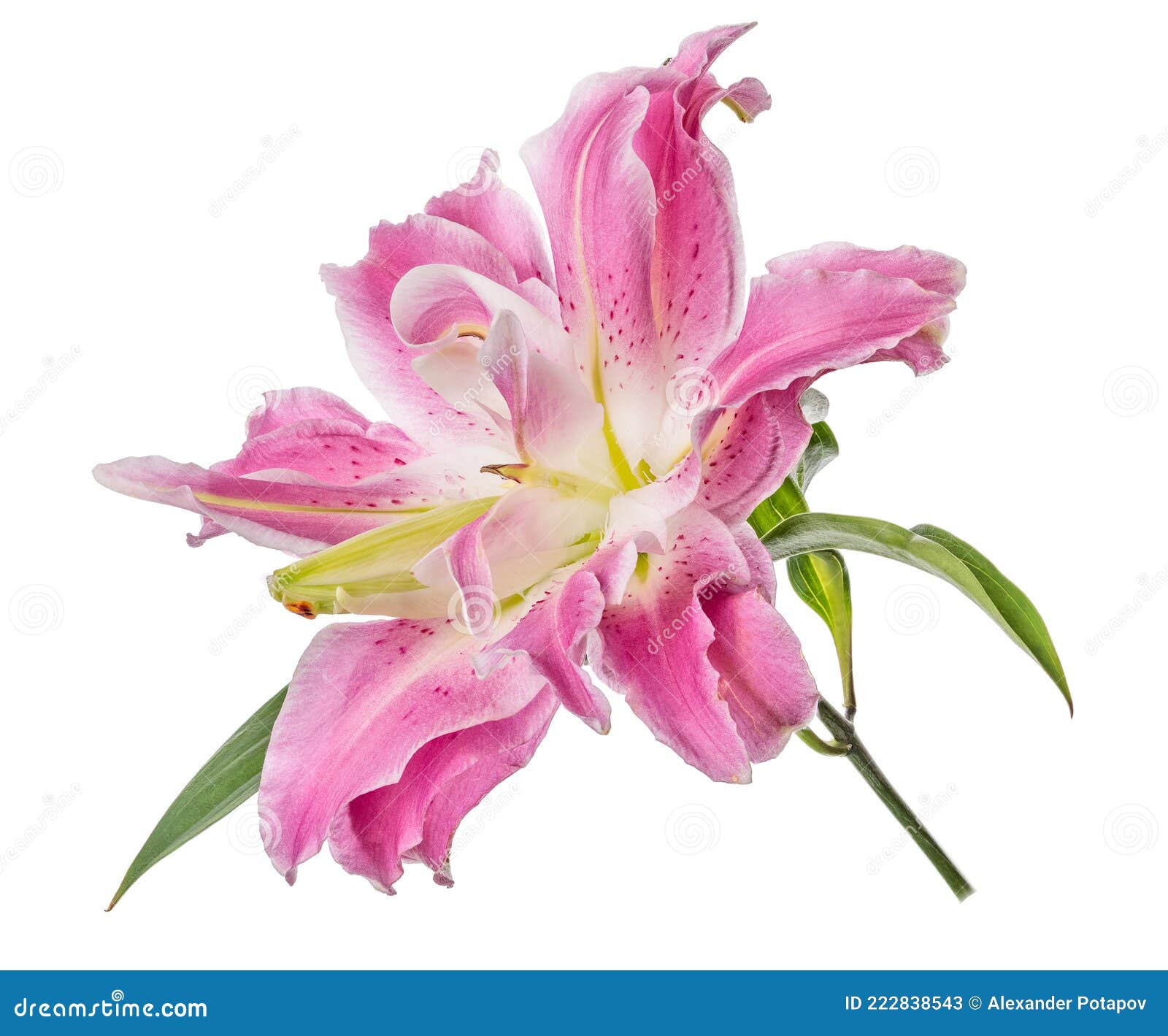 Polypetalous Lily Pink Bloom on White Stock Image - Image of isolated ...