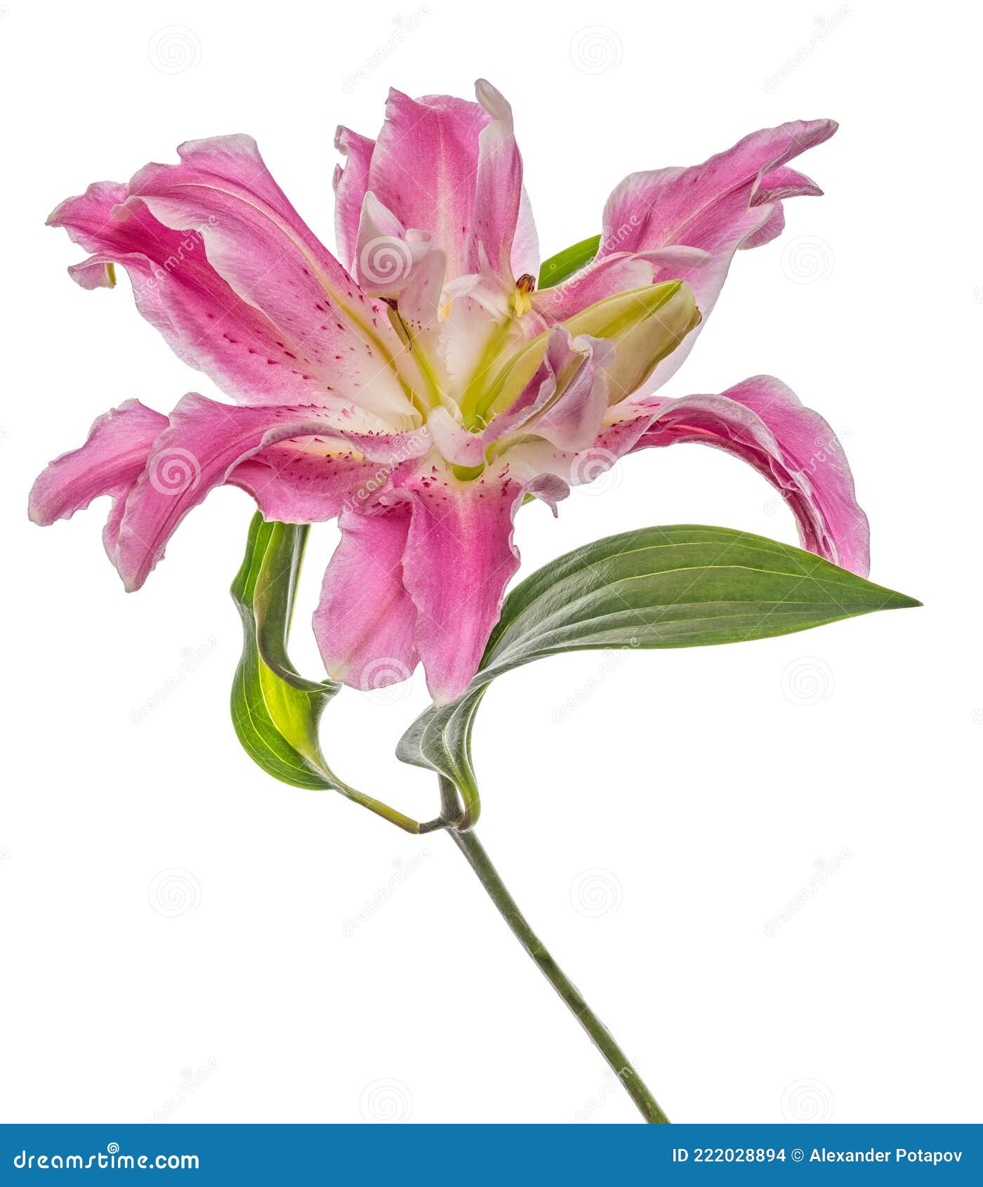 Polypetalous Lily Pink Flower Isolated on White Stock Photo - Image of ...
