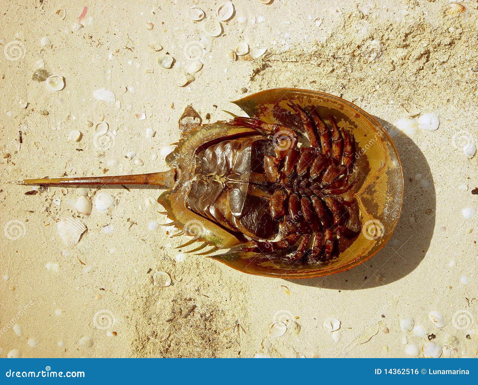 Polyphemus Atlantico Del Limulus Del Limulo Fotografia Stock - Immagine ...