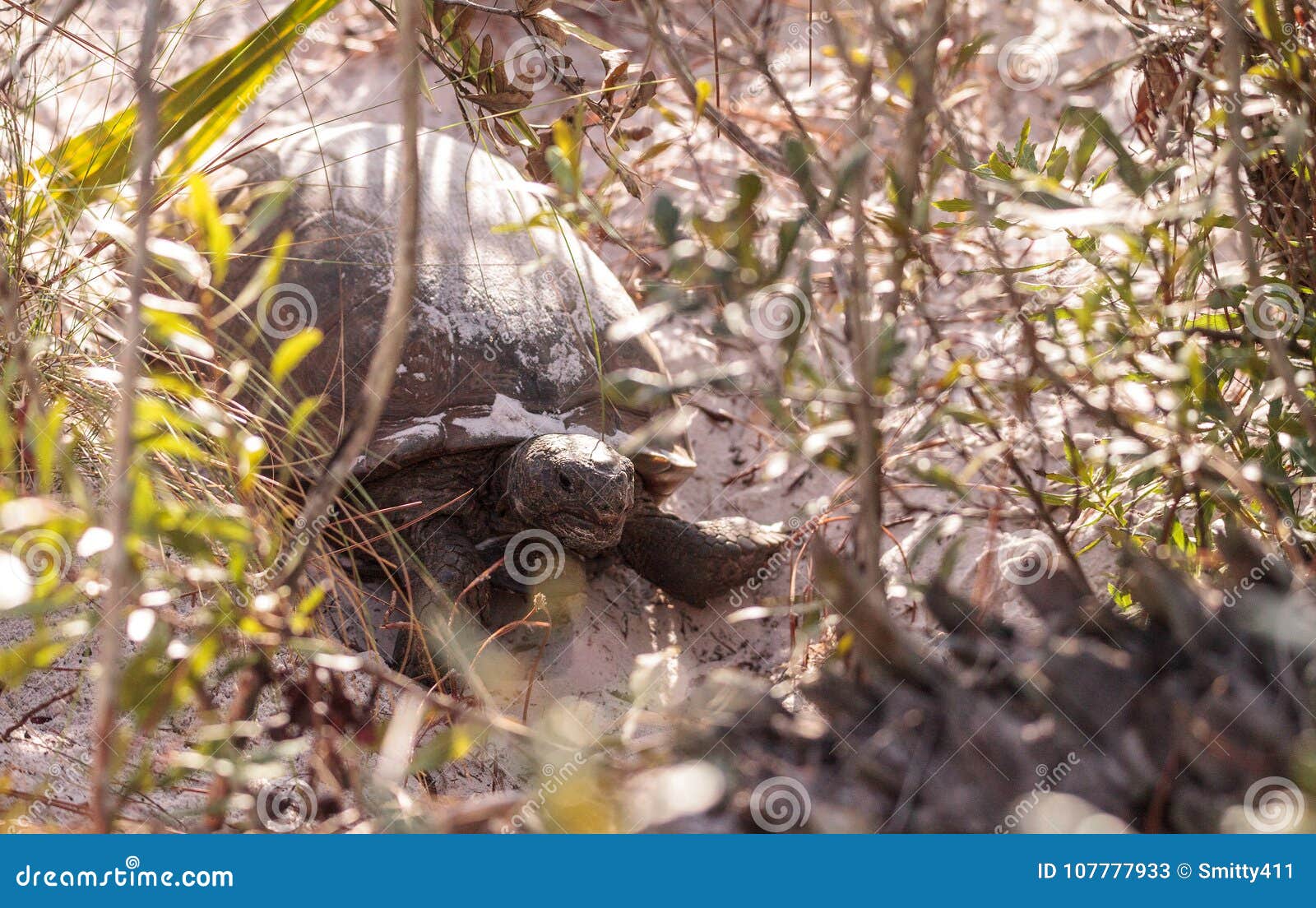 Polyphemus Del Gopherus De La Tortuga De Gopher Imagen de archivo ...