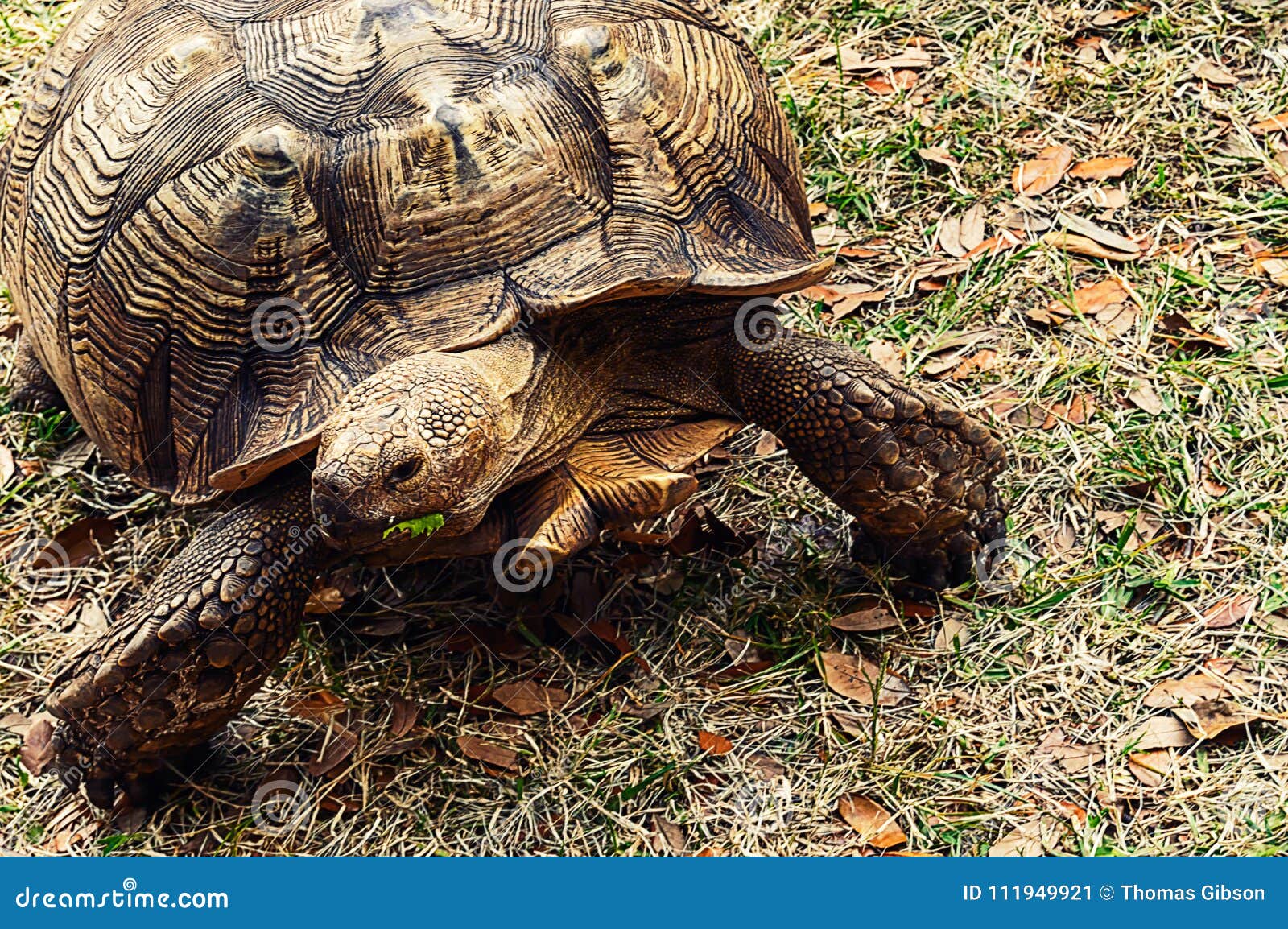 Polyphemus Del Gopherus De La Tortuga De Gopher Imagen de archivo ...