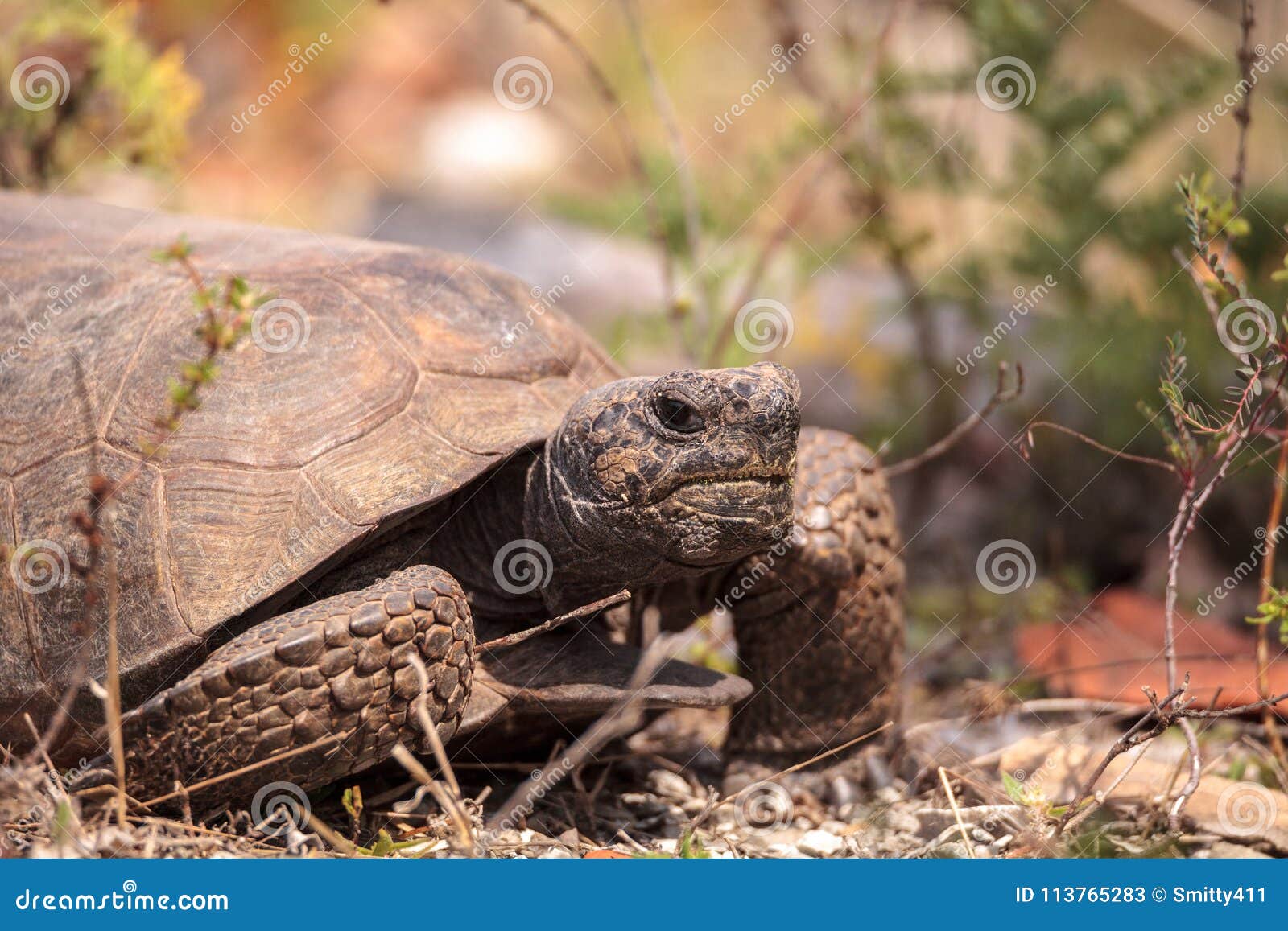 Polyphemus Del Gopherus De La Tortuga De Gopher De La Florida Imagen de ...