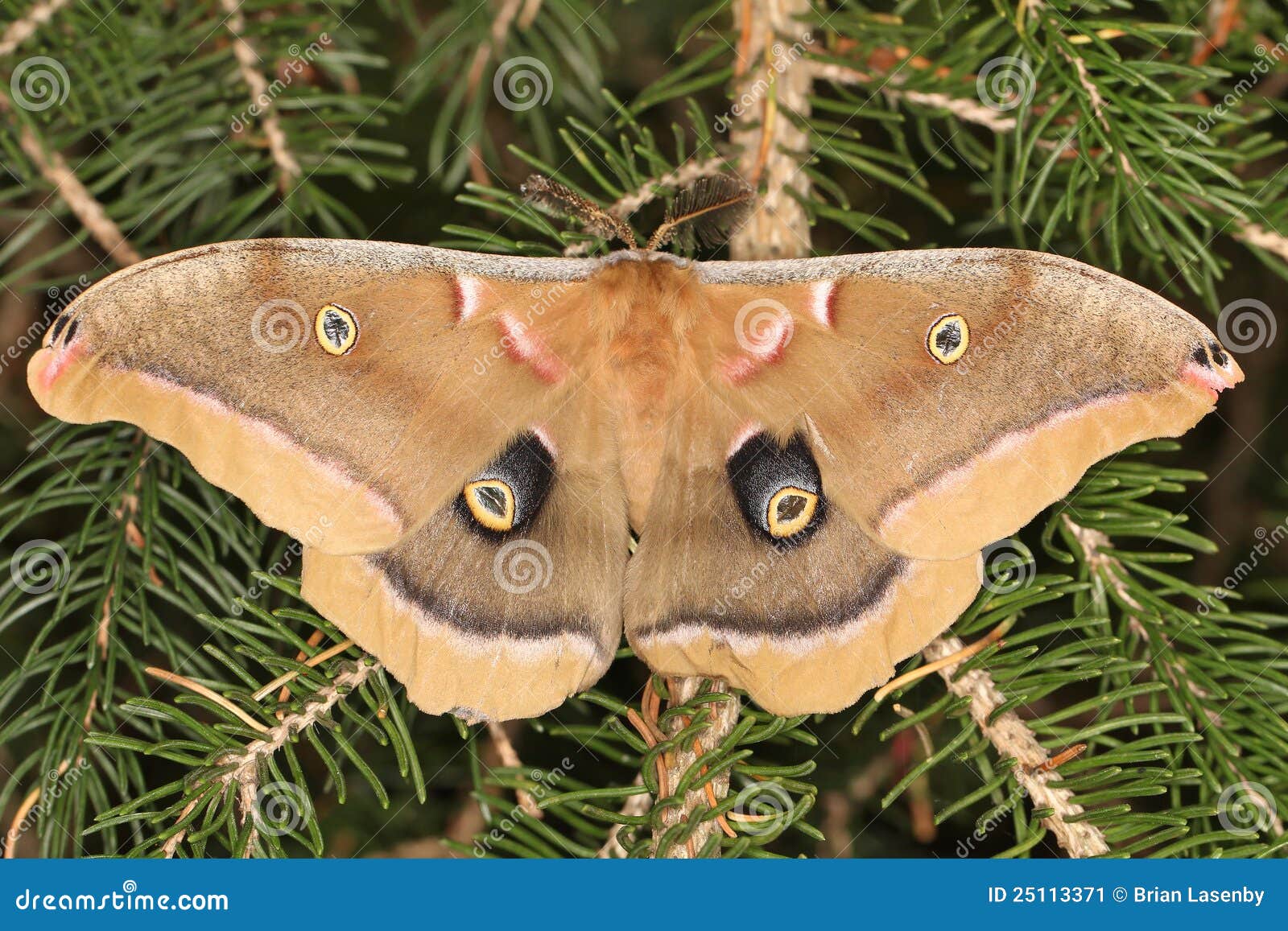 Polyphemus Moth (Antheraea Polyphemus) Paired Male And Female On Laurel ...