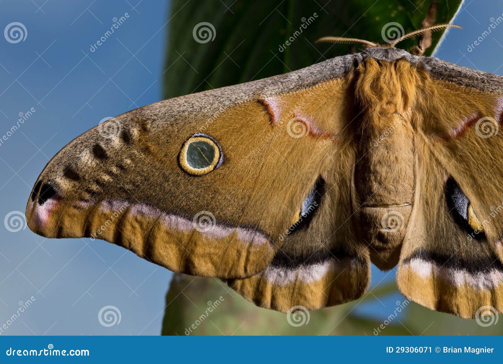 Polyphemus Moth stock image. Image of antennae, leaf - 29306071