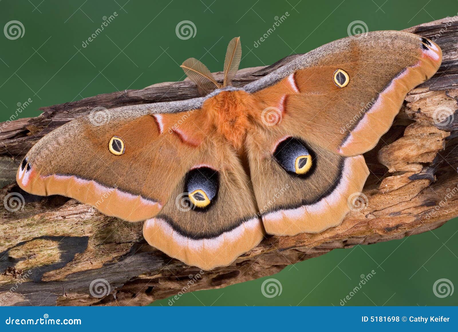 Polyphemus Moth stock photo. Image of freedom, arthropod - 5181698