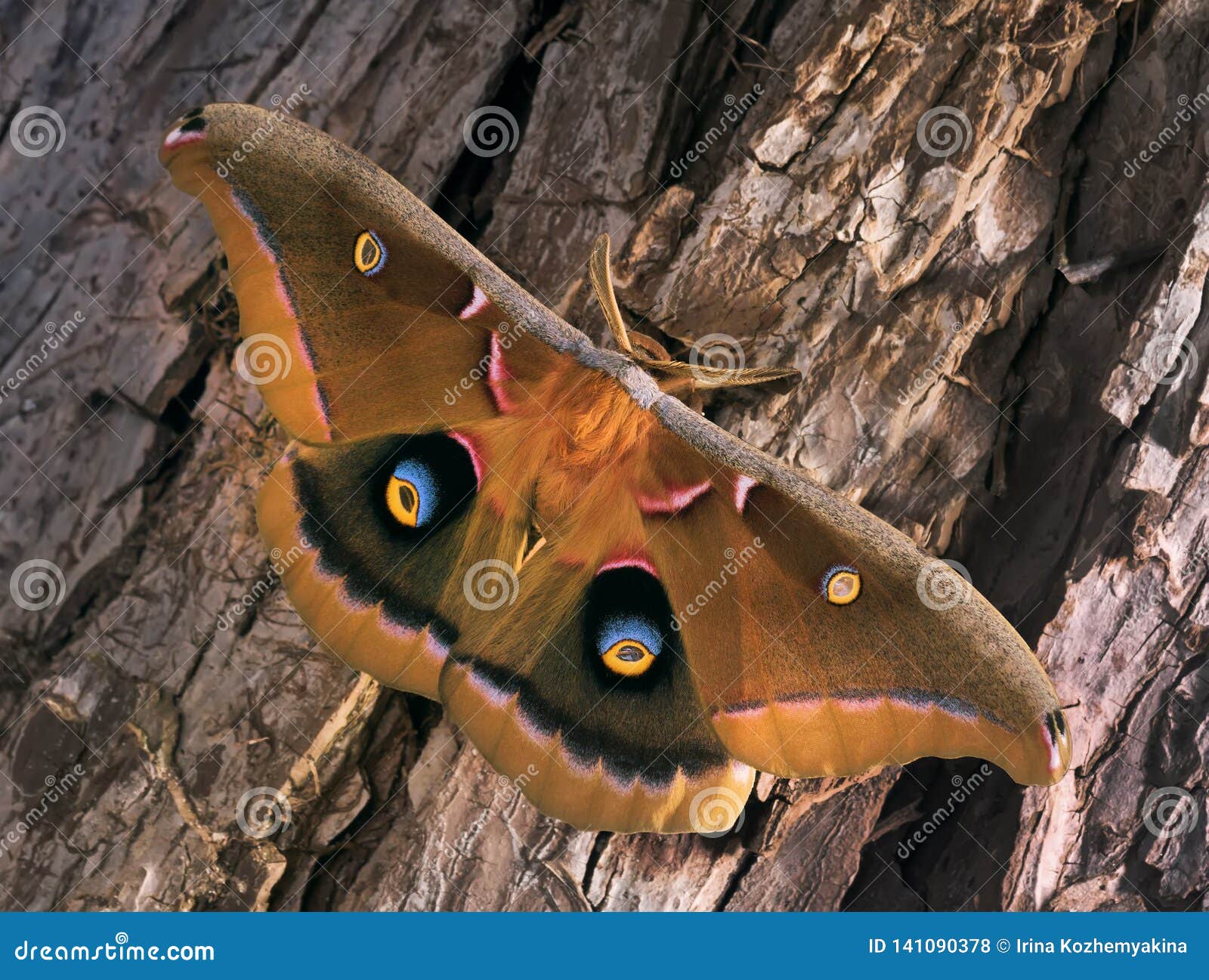 Polyphemus Moth - Antheraea Polyphemus, Beautiful Large American Moth ...