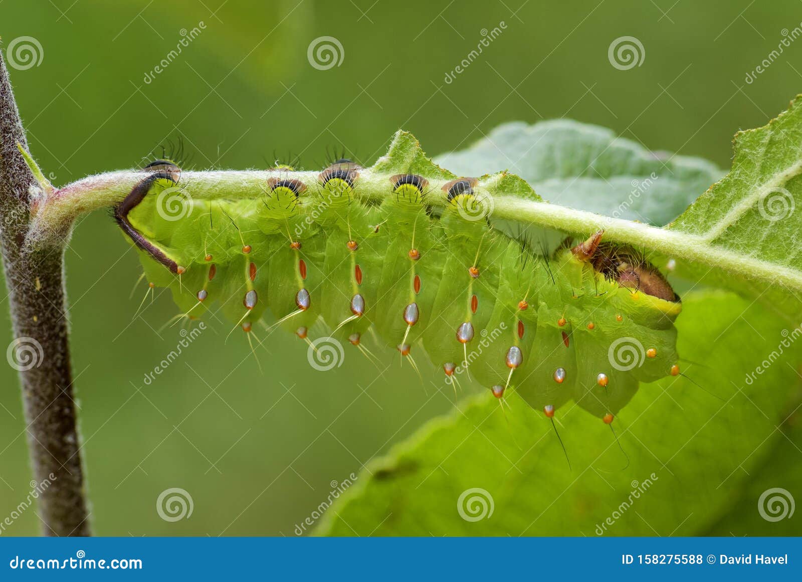 Polyphemus Moth - Antheraea Polyphemus Stock Photo - Image of ...
