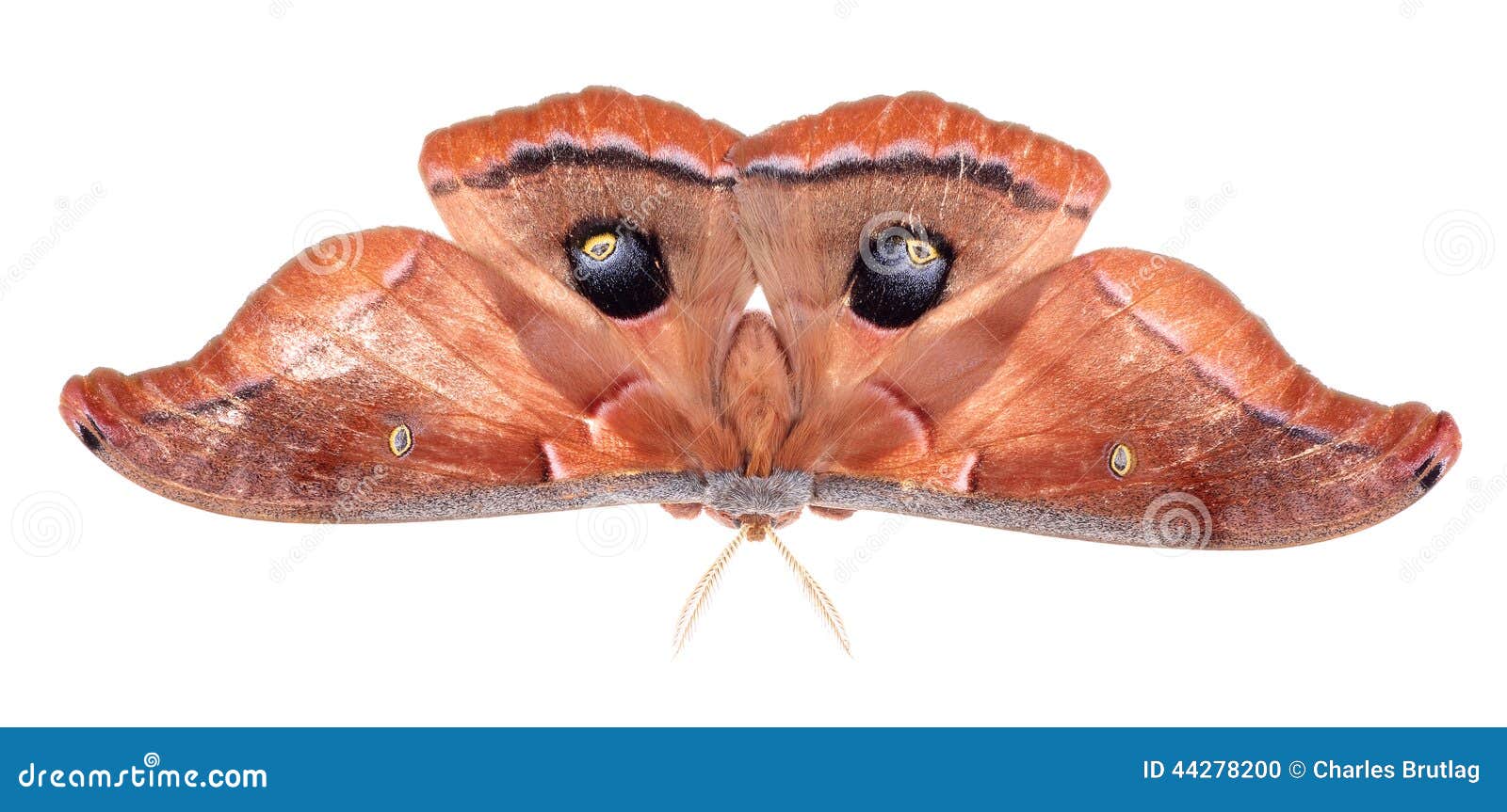 Polyphemus Moth stock photo. Image of insect, spot, wildlife - 44278200