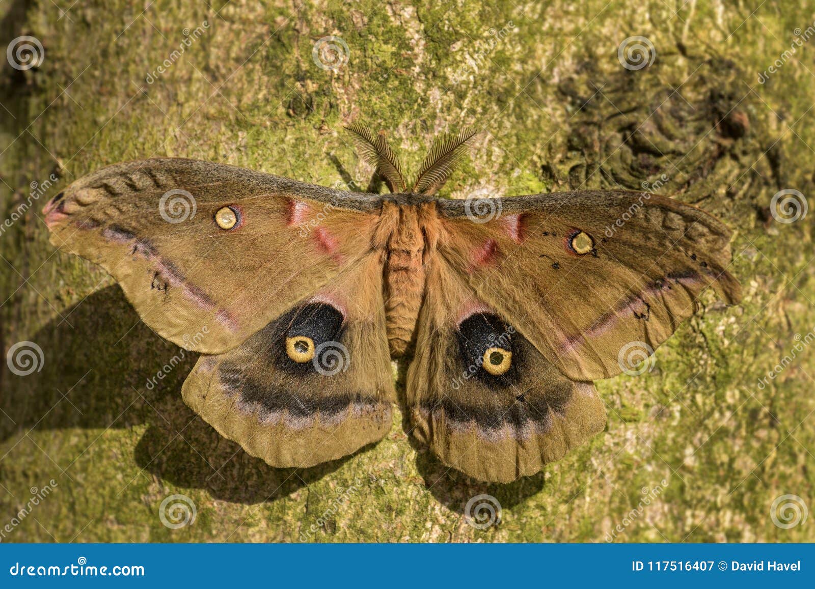 Polyphemus Moth - Antheraea Polyphemus Stock Image - Image of branch ...