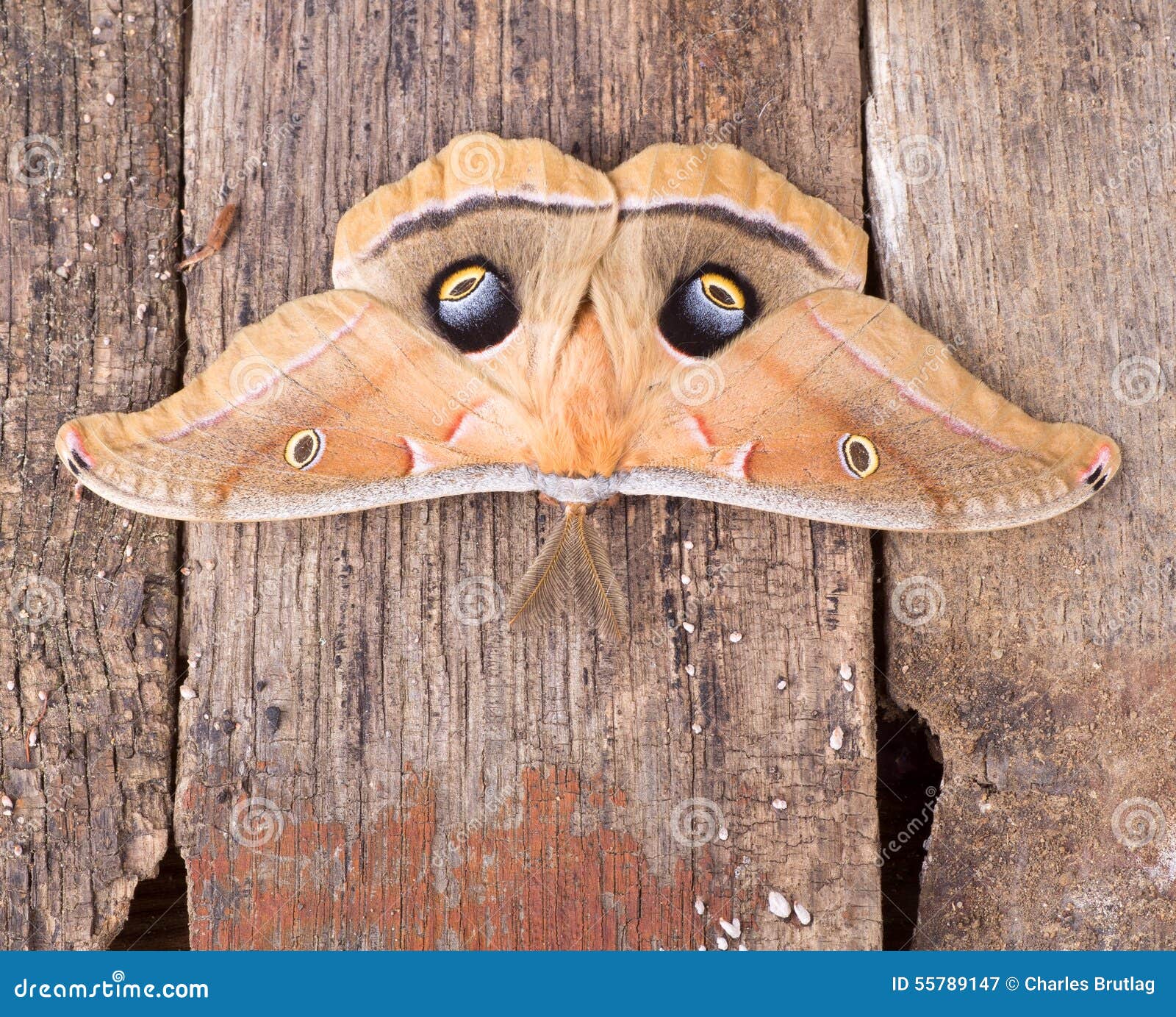 Polyphemus Moth stock image. Image of brown, entomology - 55789147