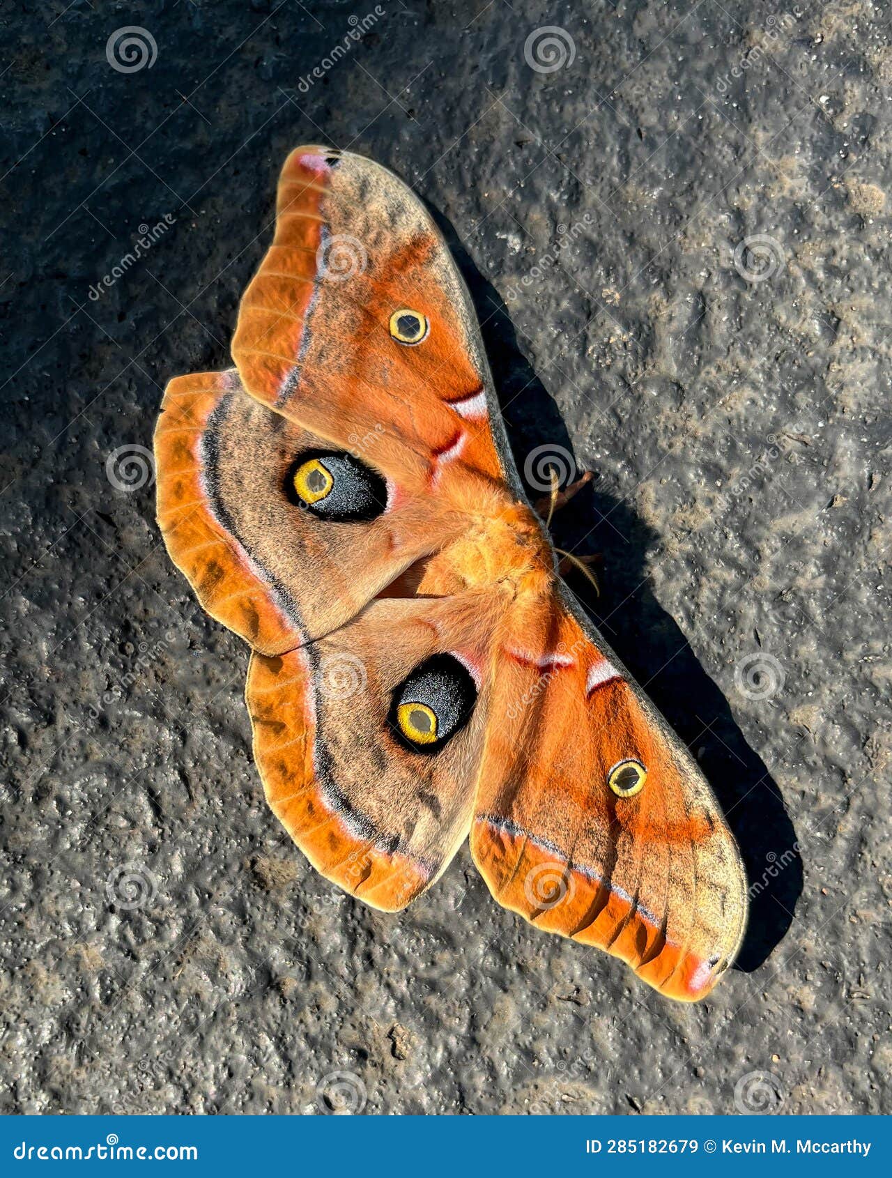 Polyphemus Moth with Eyespots in Bright Sunlight Stock Image - Image of ...