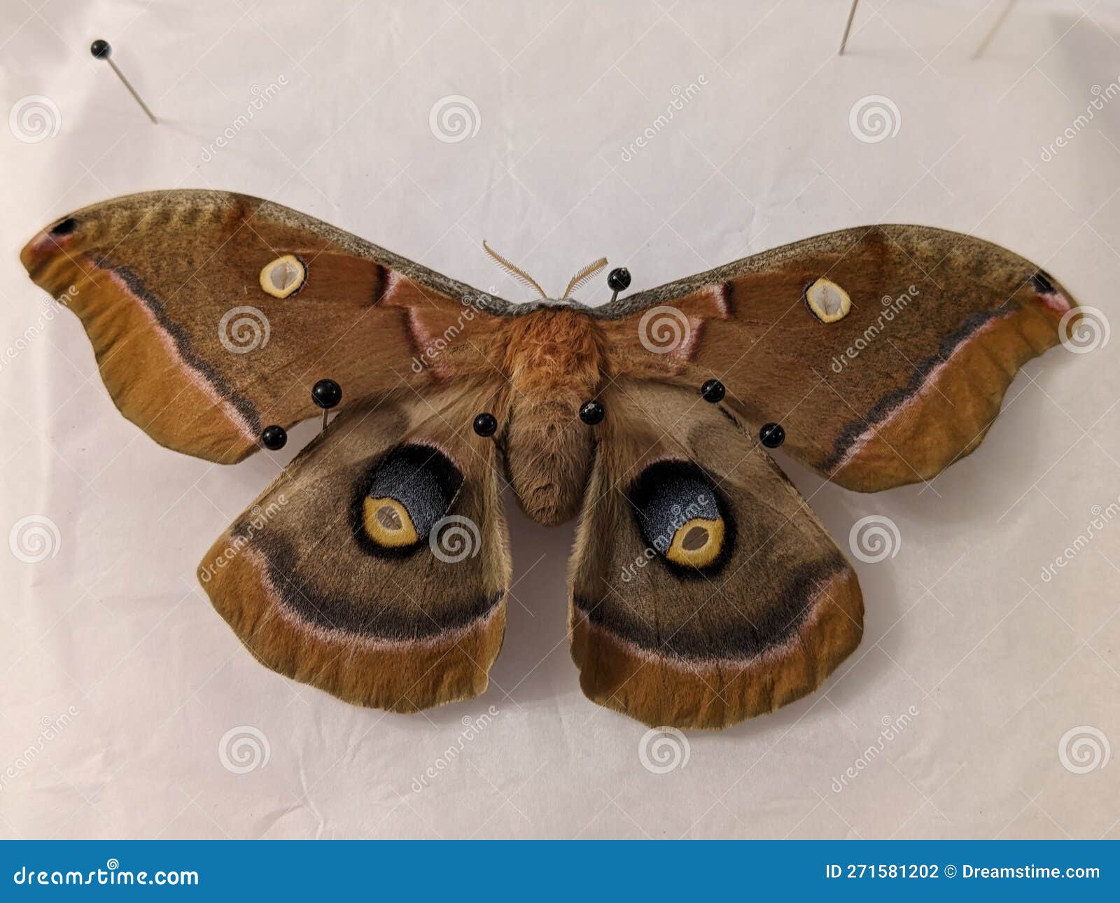 Polyphemus Moth Female stock photo. Image of brown, wing - 271581202