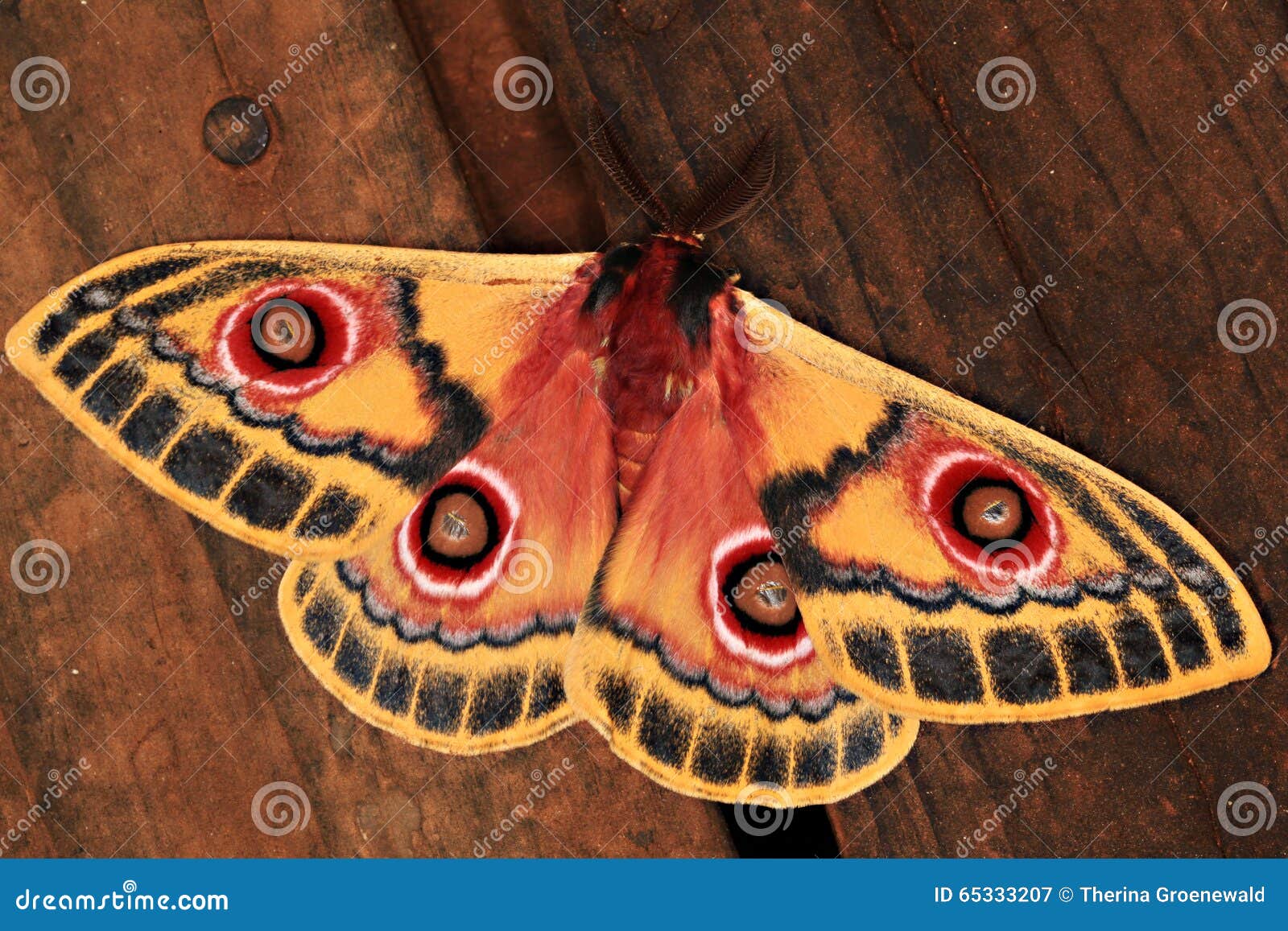 Polyphemus Moth stock image. Image of cecropia, nature - 65333207