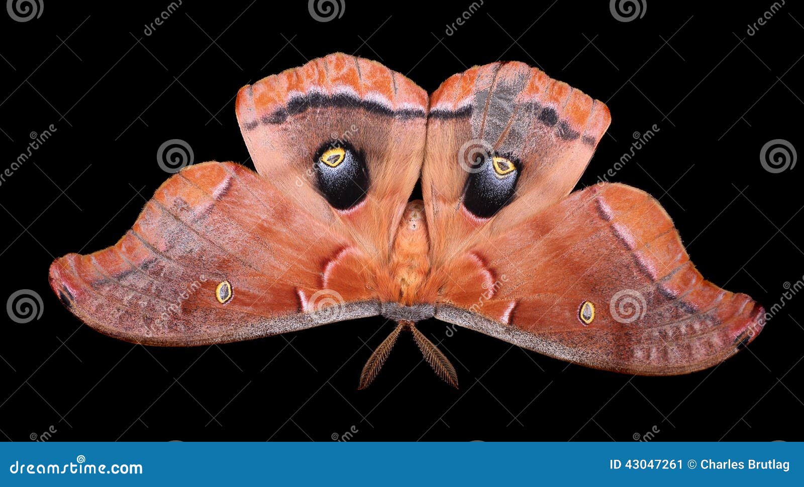 Polyphemus Moth Isolated stock image. Image of wing, entomology - 43047261