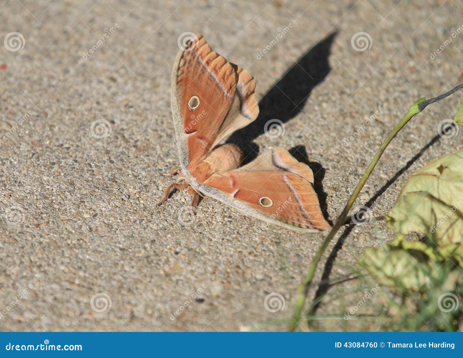 Polyphemus Moth stock photo. Image of large, colors, furry - 43084760