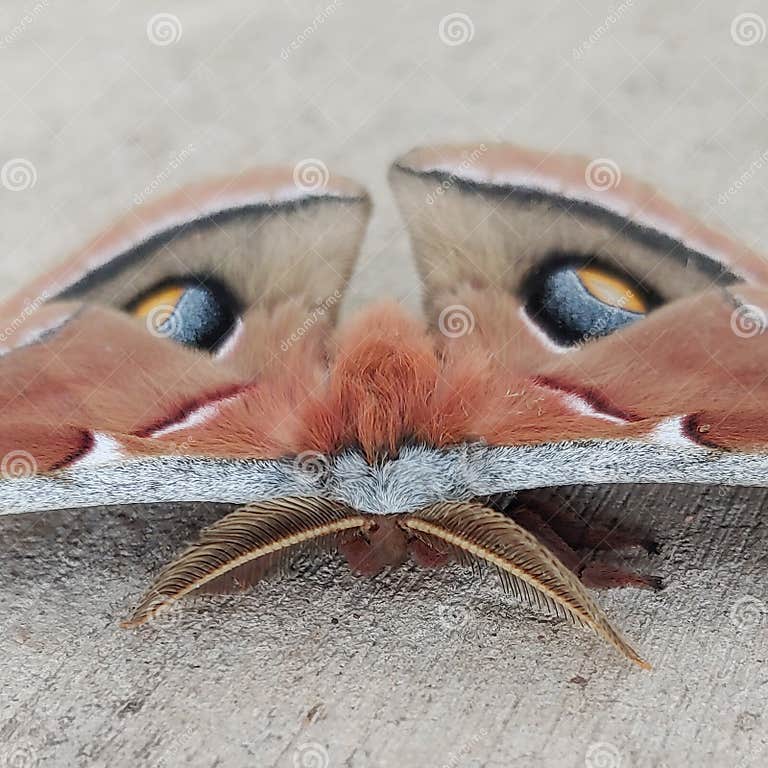 Polyphemus Moth stock image. Image of nose, hand, head - 215548847