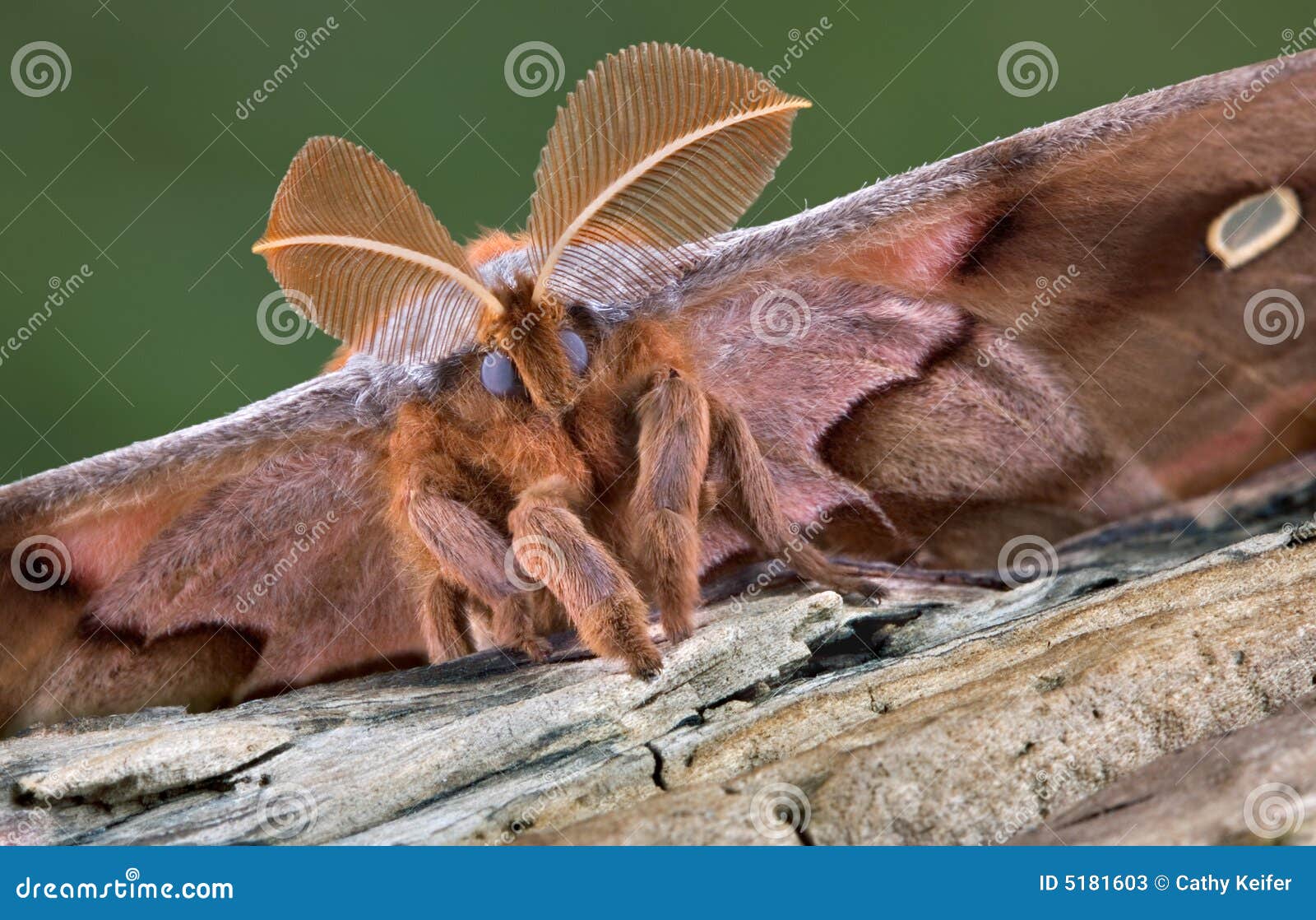 Polyphemus moth portrait stock image. Image of macro, wildlife - 5181603