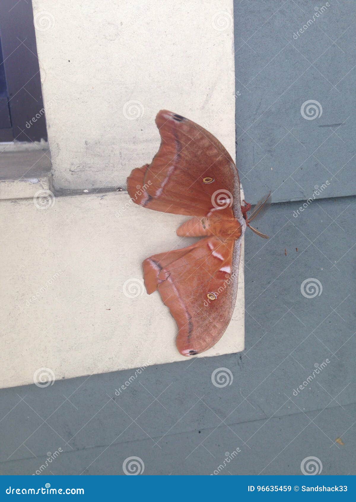 Polyphemus Moth stock image. Image of wings, eyespots - 96635459