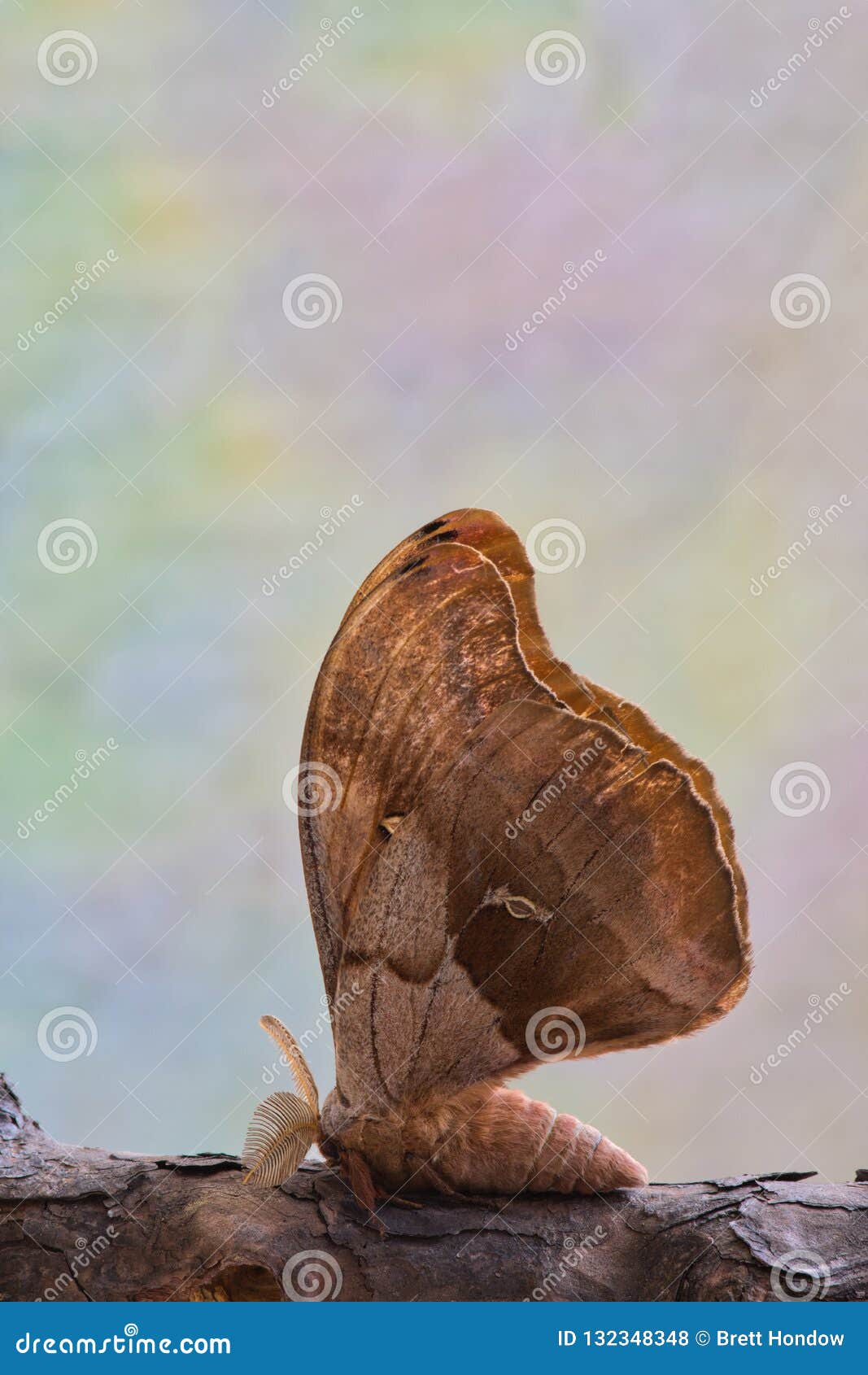Polyphemus Moth on a Tree Branch. Stock Photo - Image of color ...
