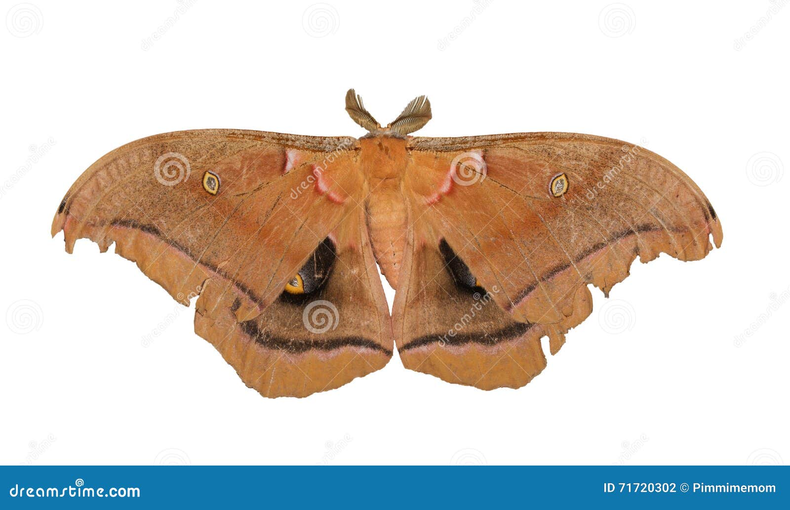 Polyphemus moth stock photo. Image of wildlife, arthropod - 71720302