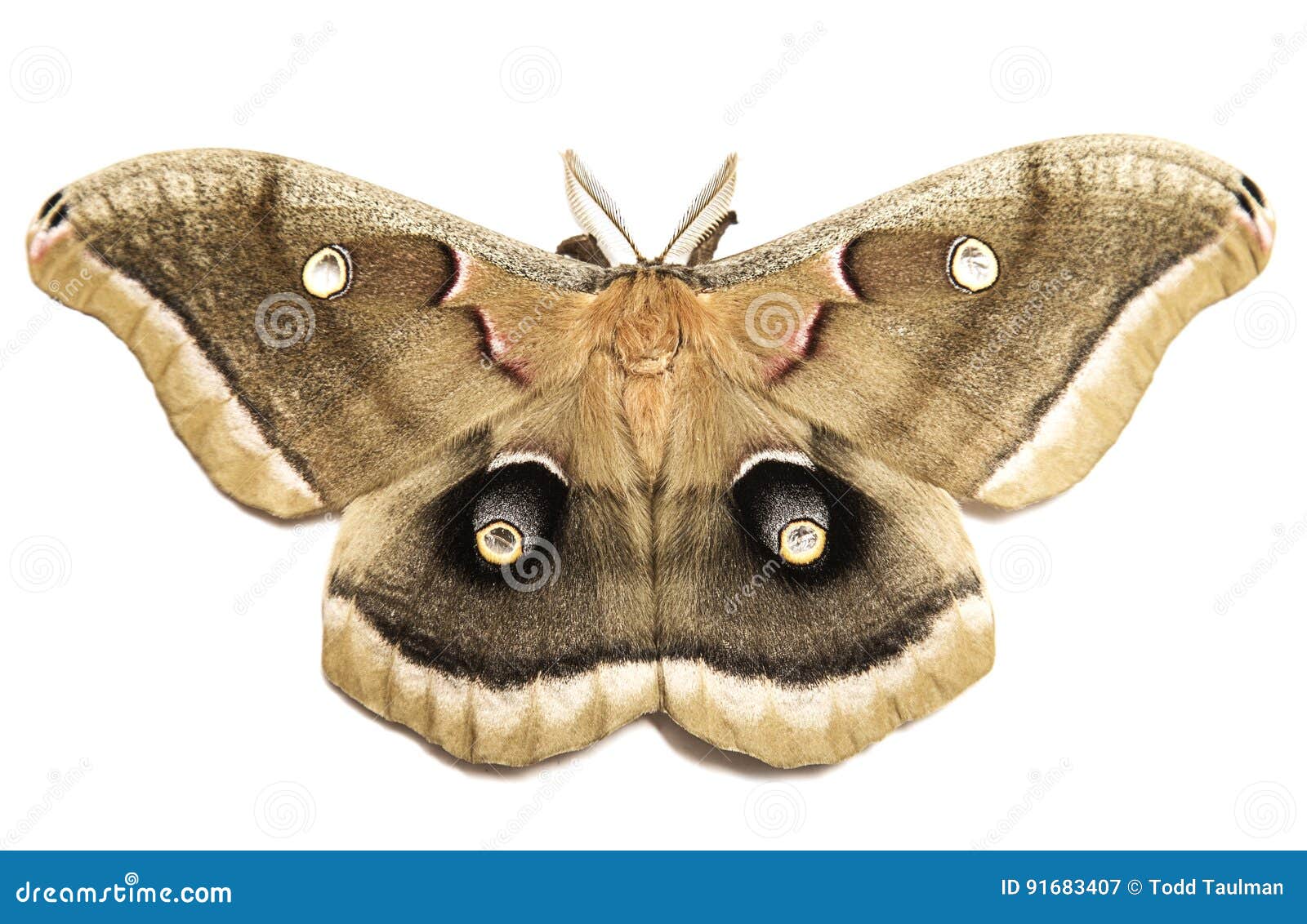 Polyphemus Moth (Antheraea Polyphemus) Paired Male And Female On Laurel ...