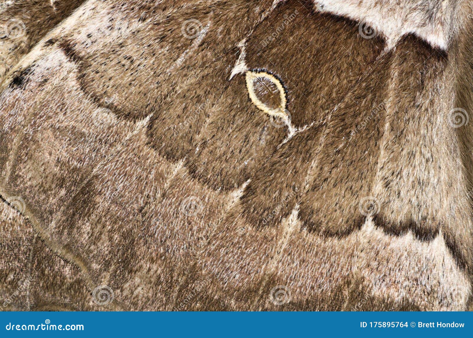 Polyphemus Moth Wing Abstract Macro. Stock Photo - Image of fauna ...