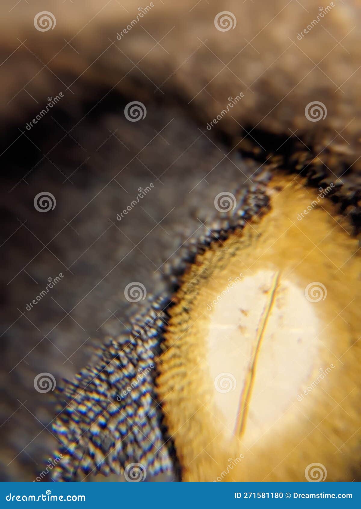 Polyphemus Moth Wing in Macro Stock Photo - Image of animal ...