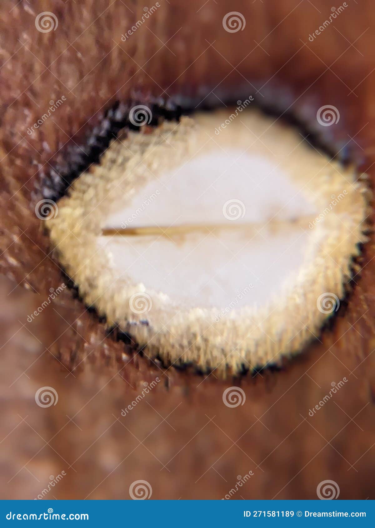 Moth Wing Dissection Micrograph Stock Photography | CartoonDealer.com ...