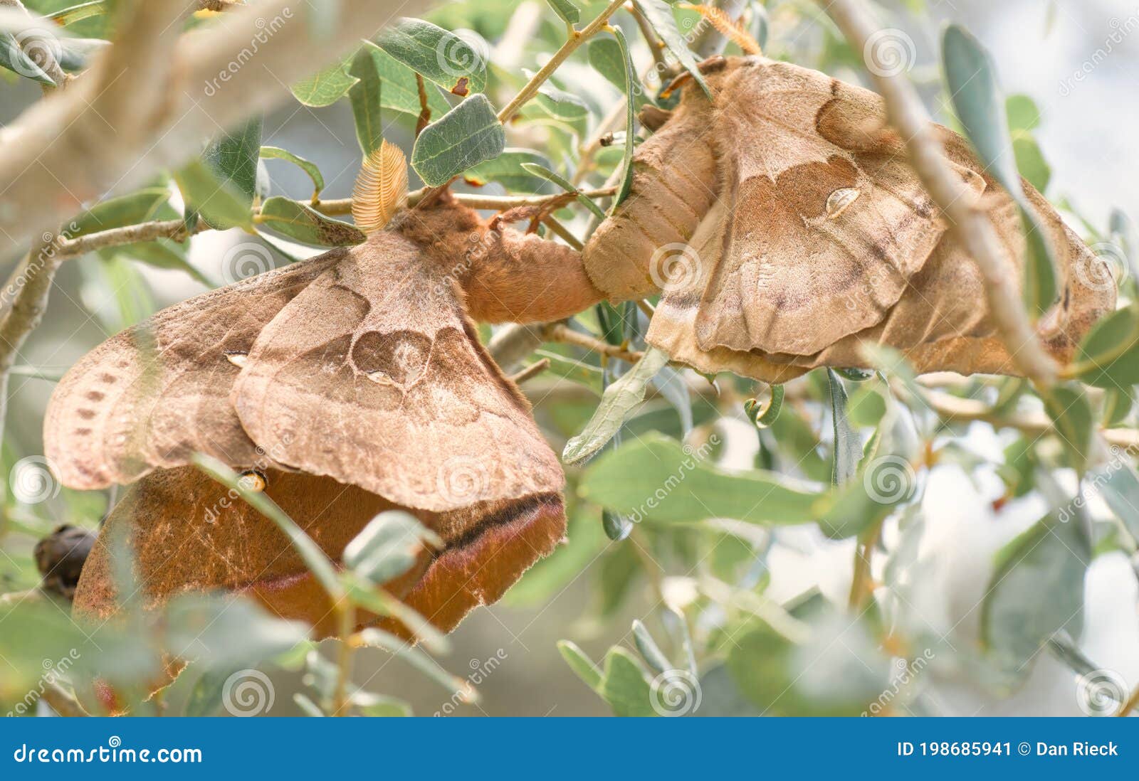 Polyphemus Moths Hooked Up in a Laurel Oak Tree Stock Image - Image of ...
