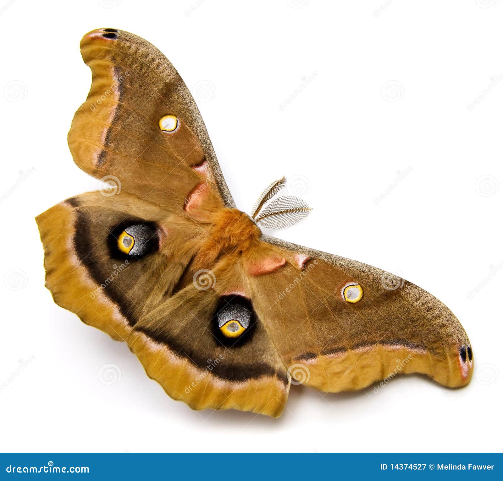 Polyphemus Motte stockbild. Bild von flügel, getrennt - 14374527